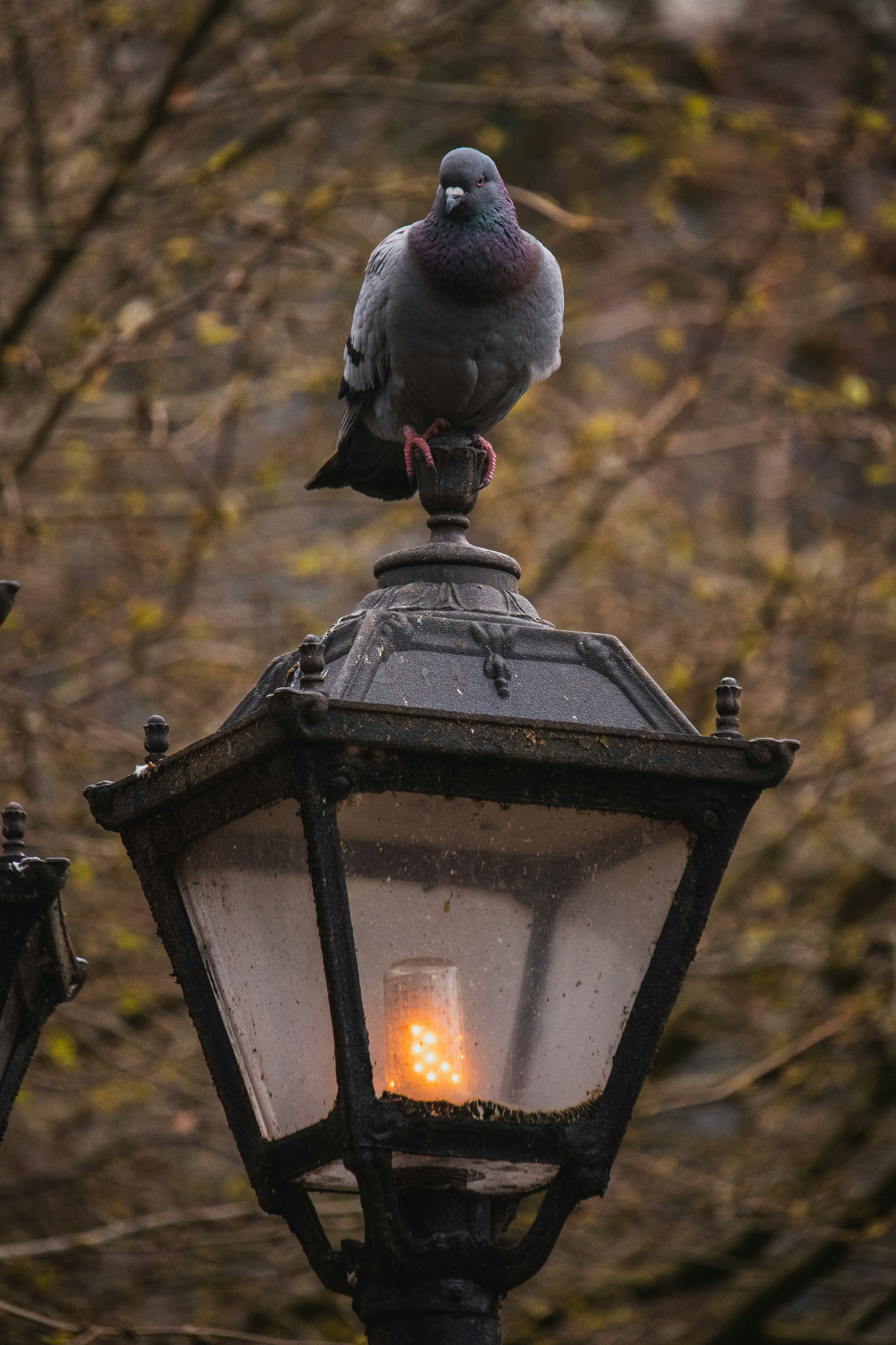 Pigeon Perch on a Weathered Lantern Amid Autumn Park's Quiet Glow