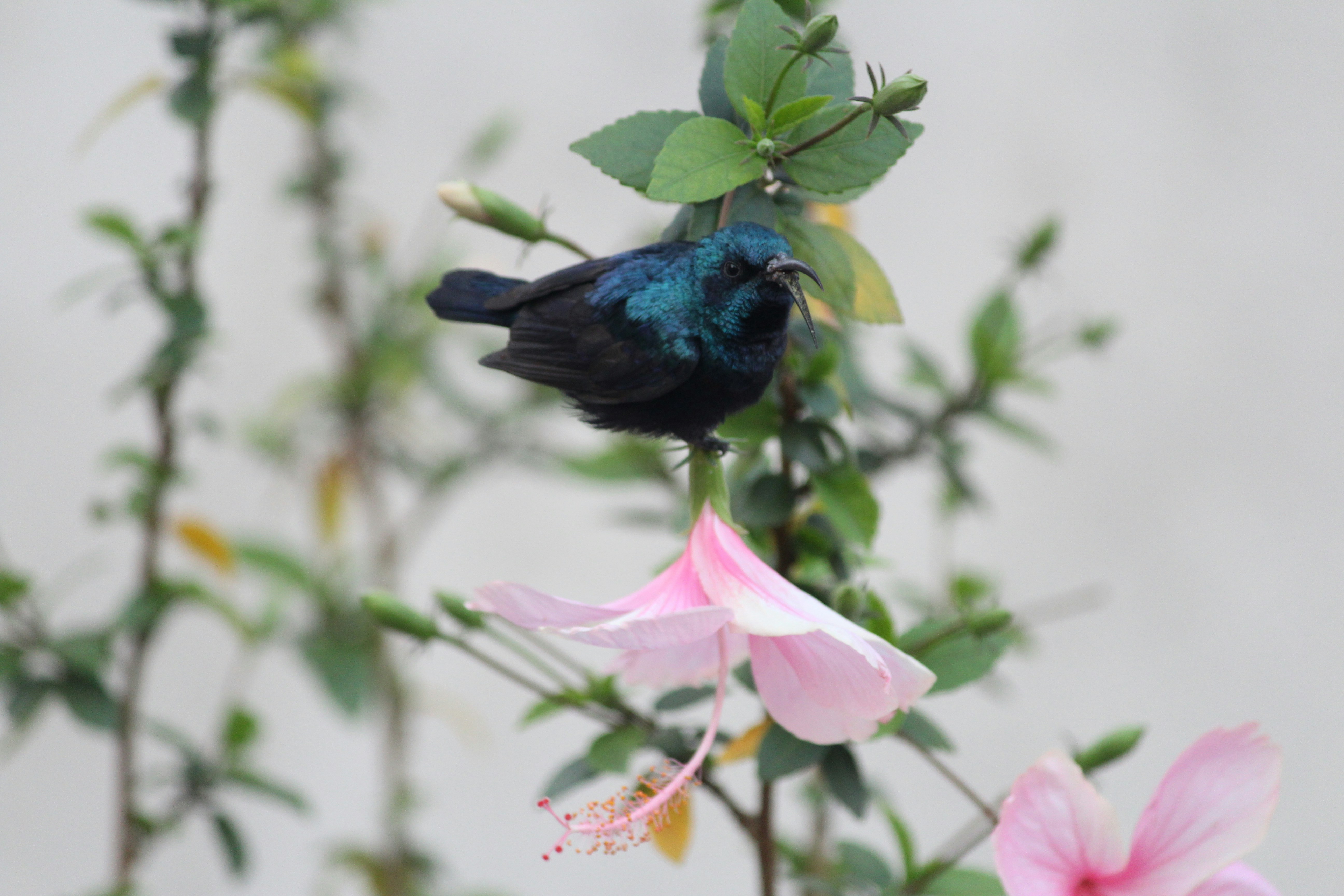 Iridescent Hummingbird on a Pink Hibiscus: a Quiet Moment in Bloom