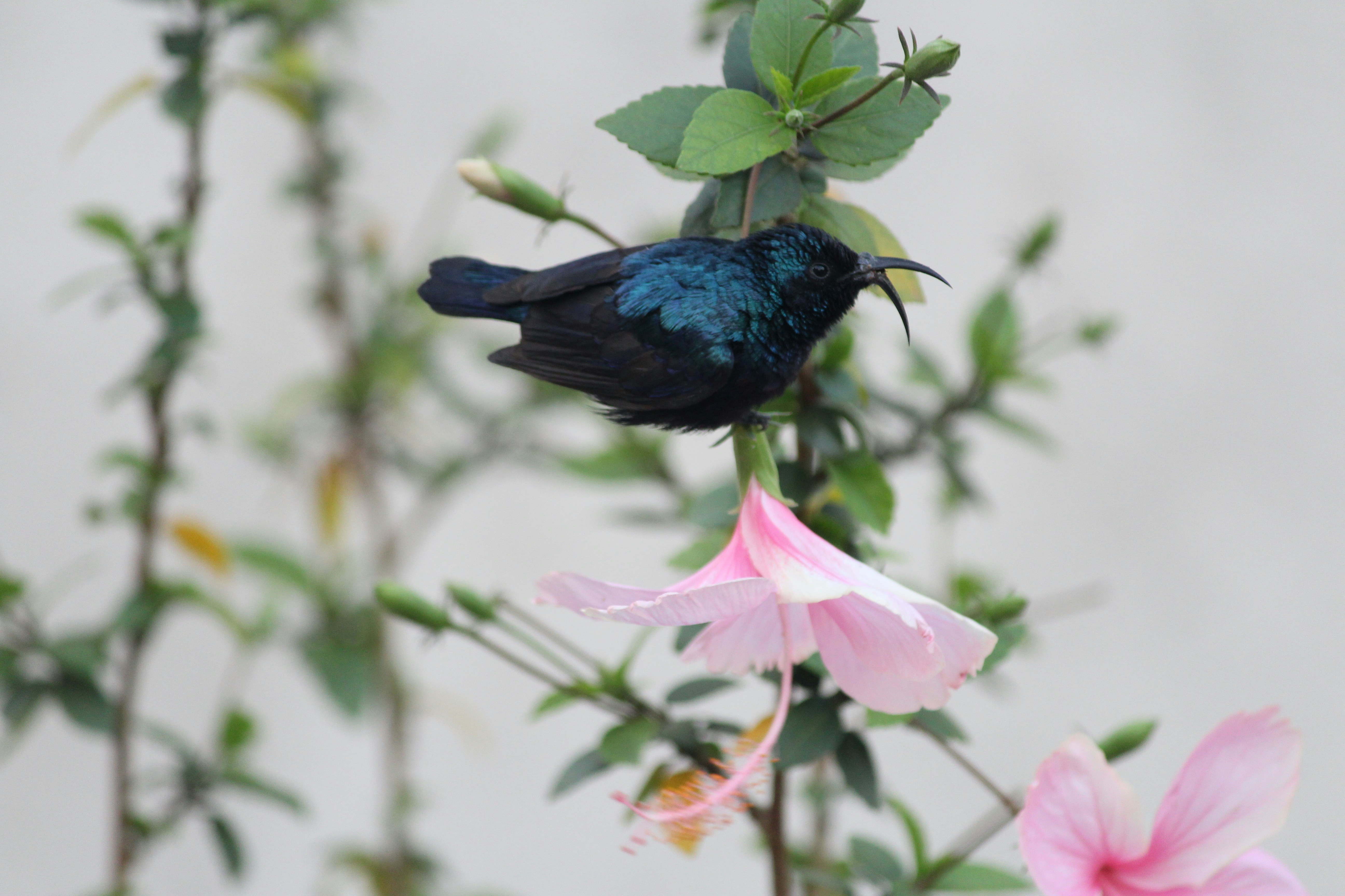 A Glimmering Dance Among Blossoms