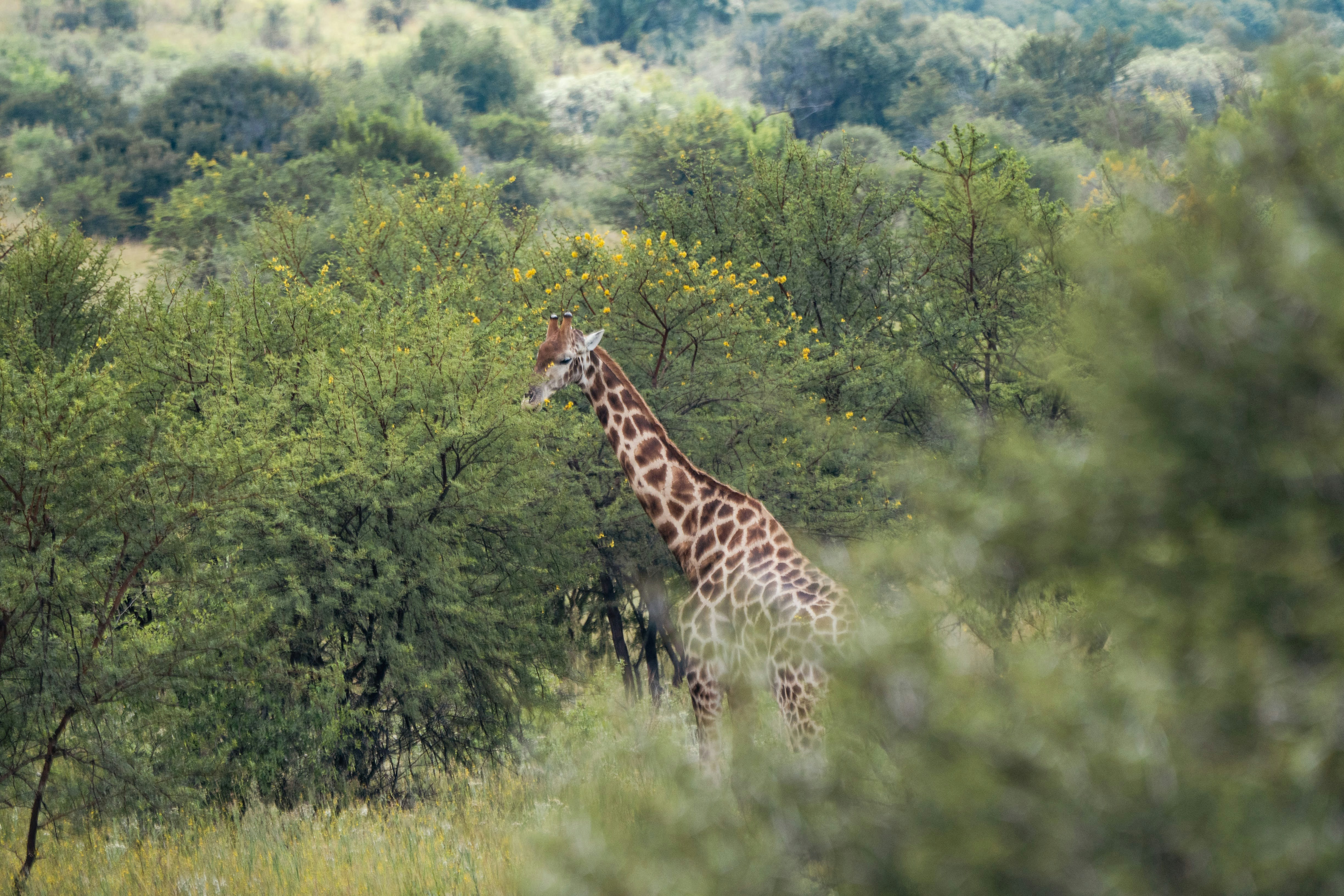 A Giraffe's Serenade Amidst the Greenery