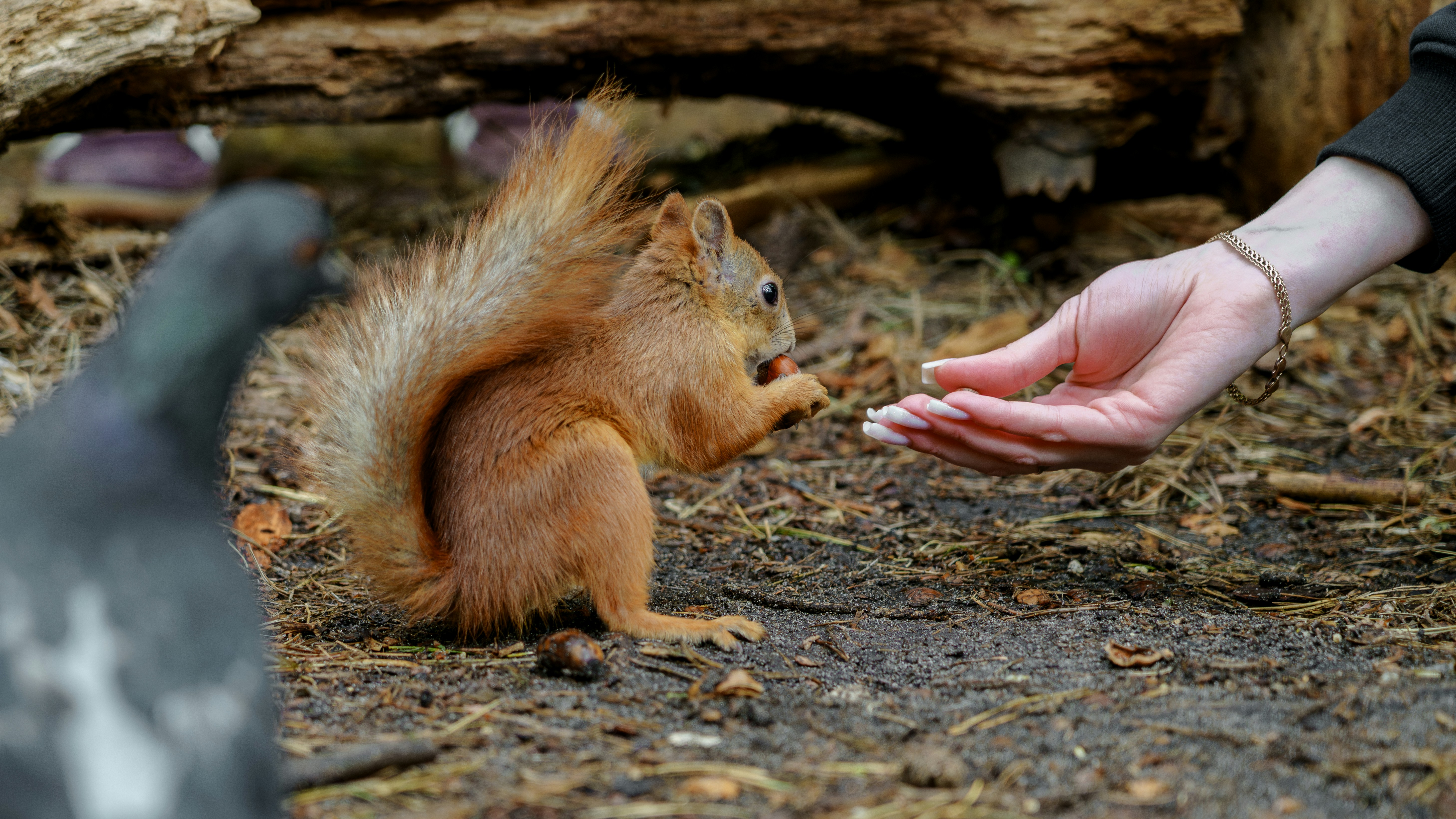 Nut Exchange at Ground Level: A Squirrel Investigates a Handful of Treats