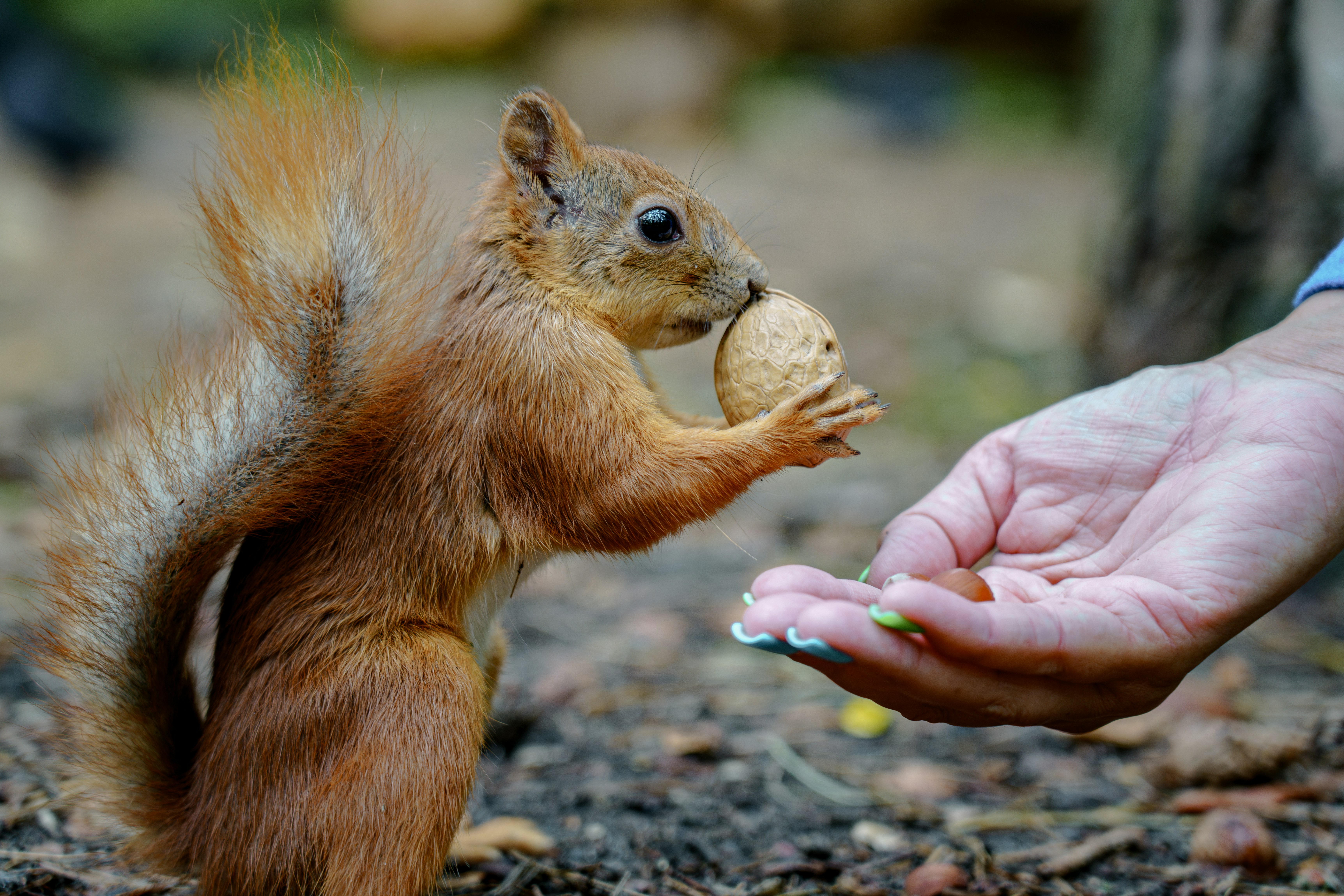 Squirrel takes a nut from a human hand. photo – Free Food Image on Unsplash