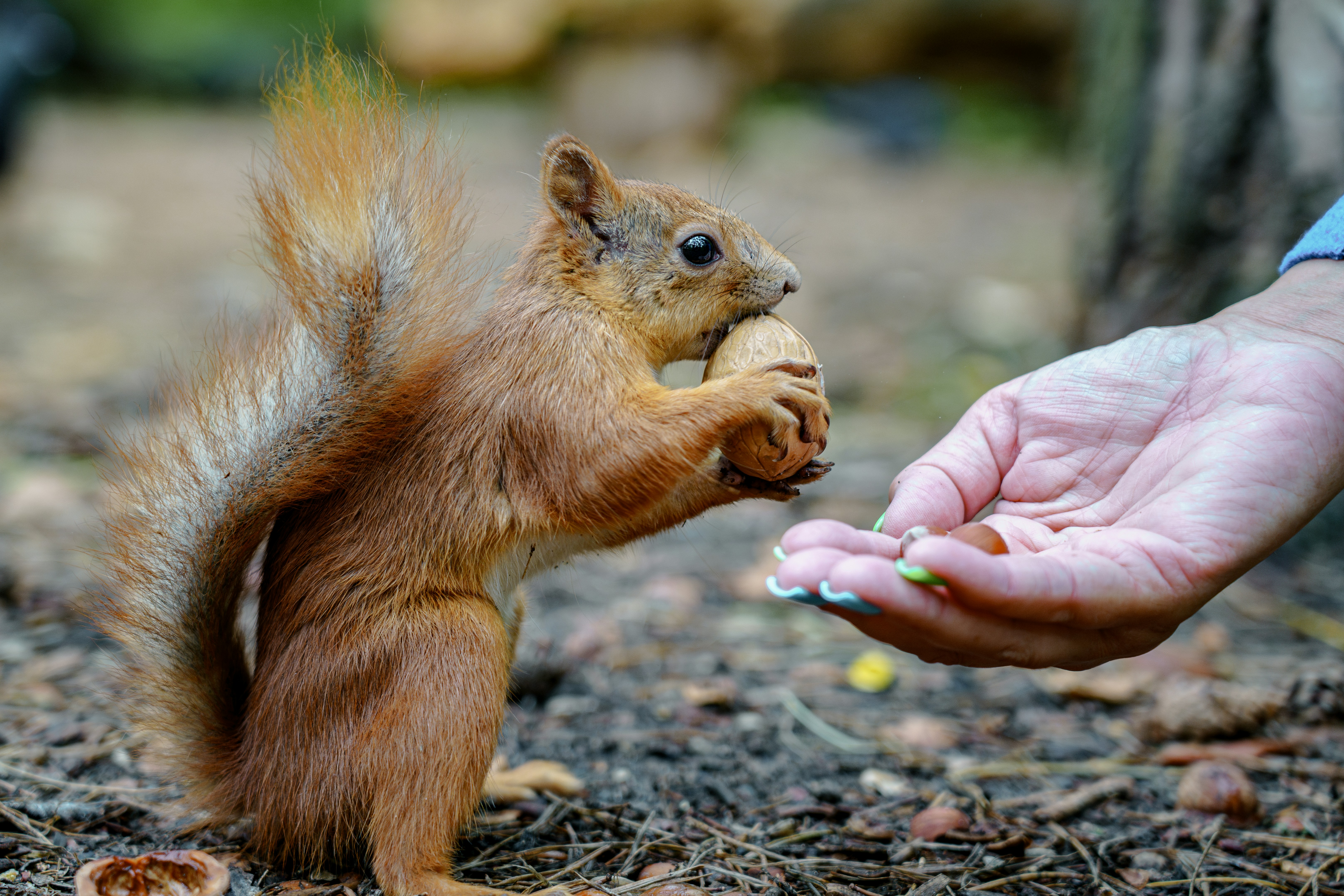 Squirrel eats a nut offered by a hand. photo – Free Human Image on Unsplash