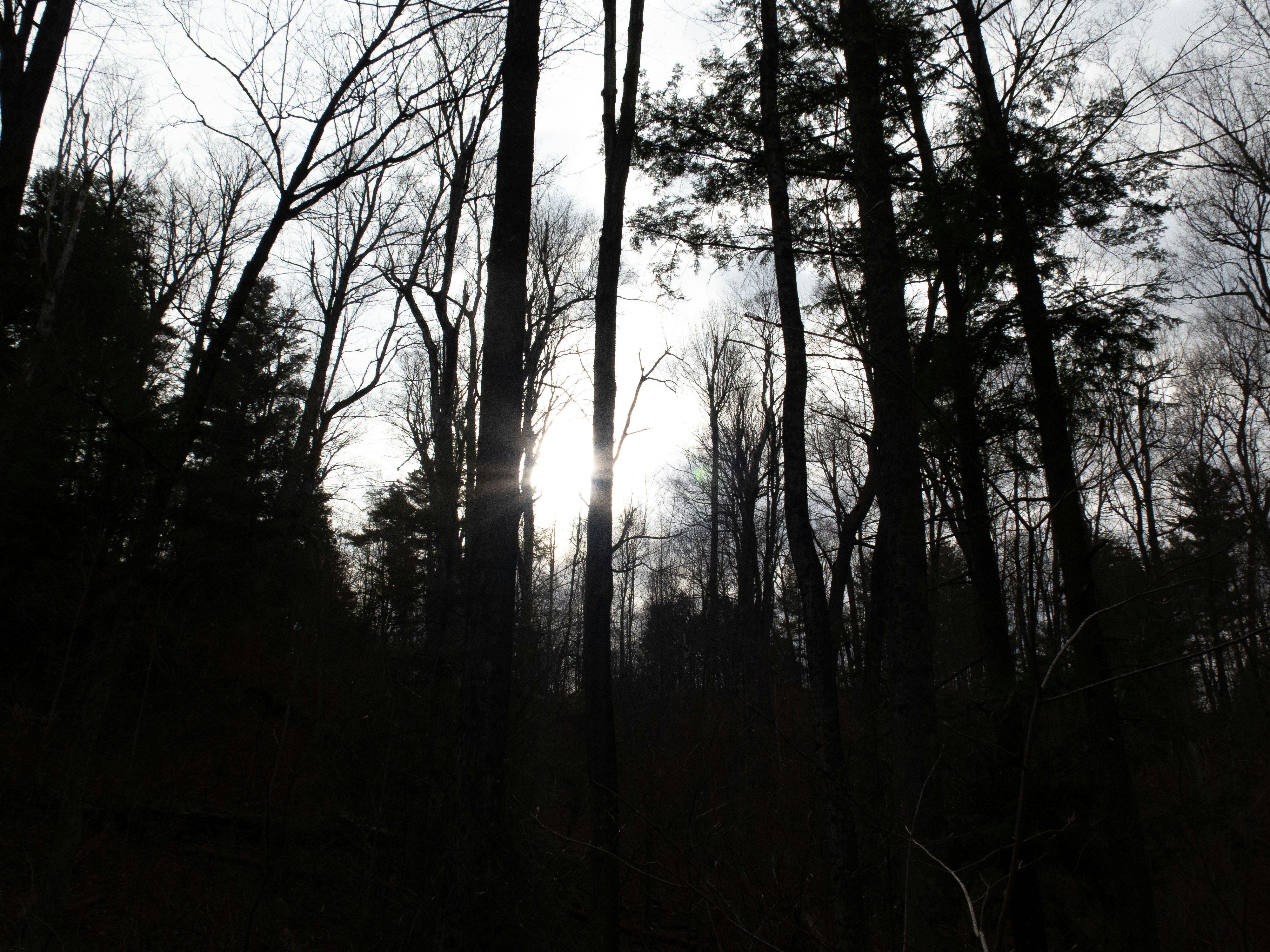 Sunlight filters through a dense forest, casting ethereal patterns on the darkened trunks. The scene evokes a sense of tranquility and mystery.