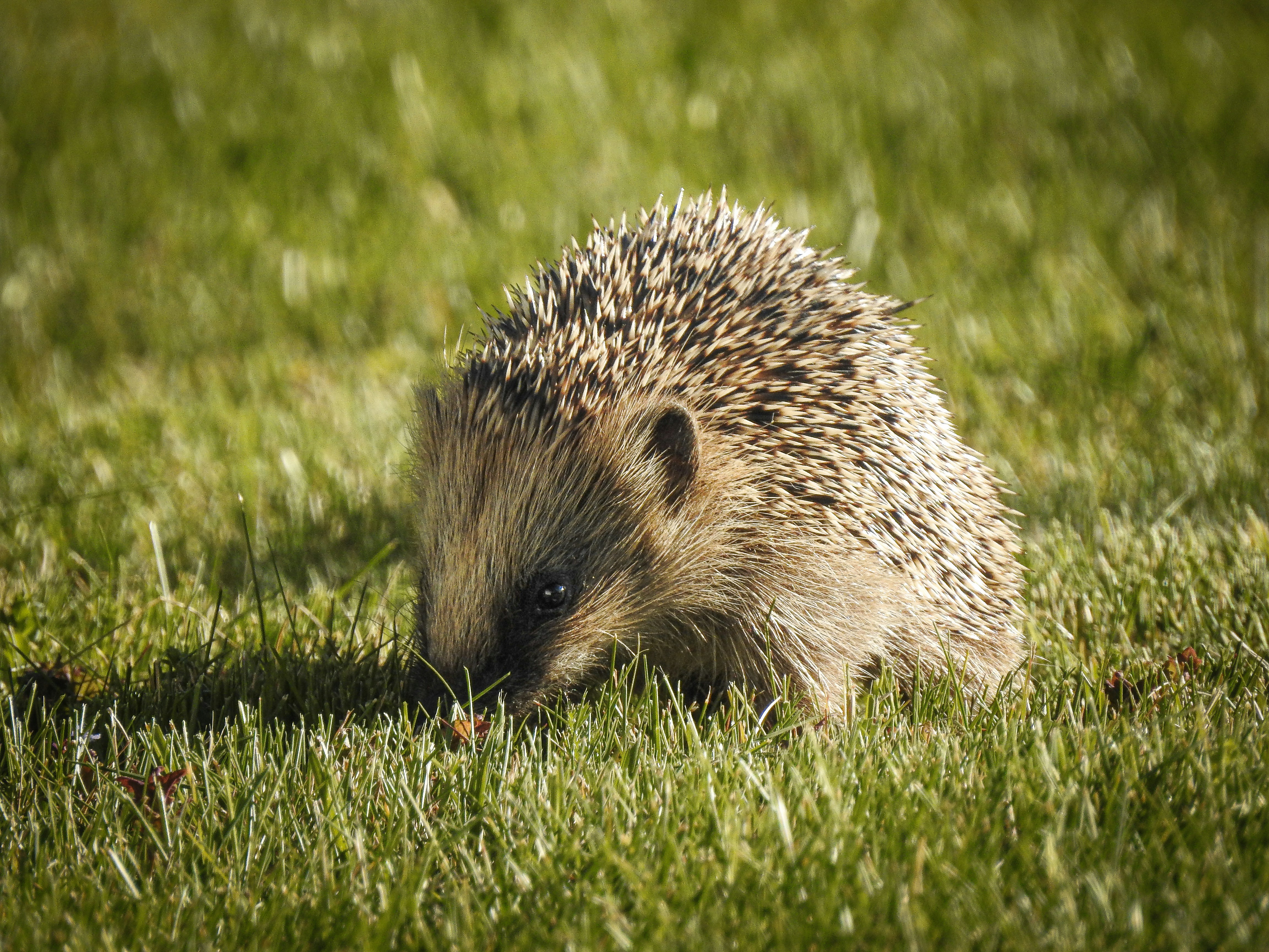 A hedgehog foraging in a lush, green lawn. photo – Free Outdoor Image ...