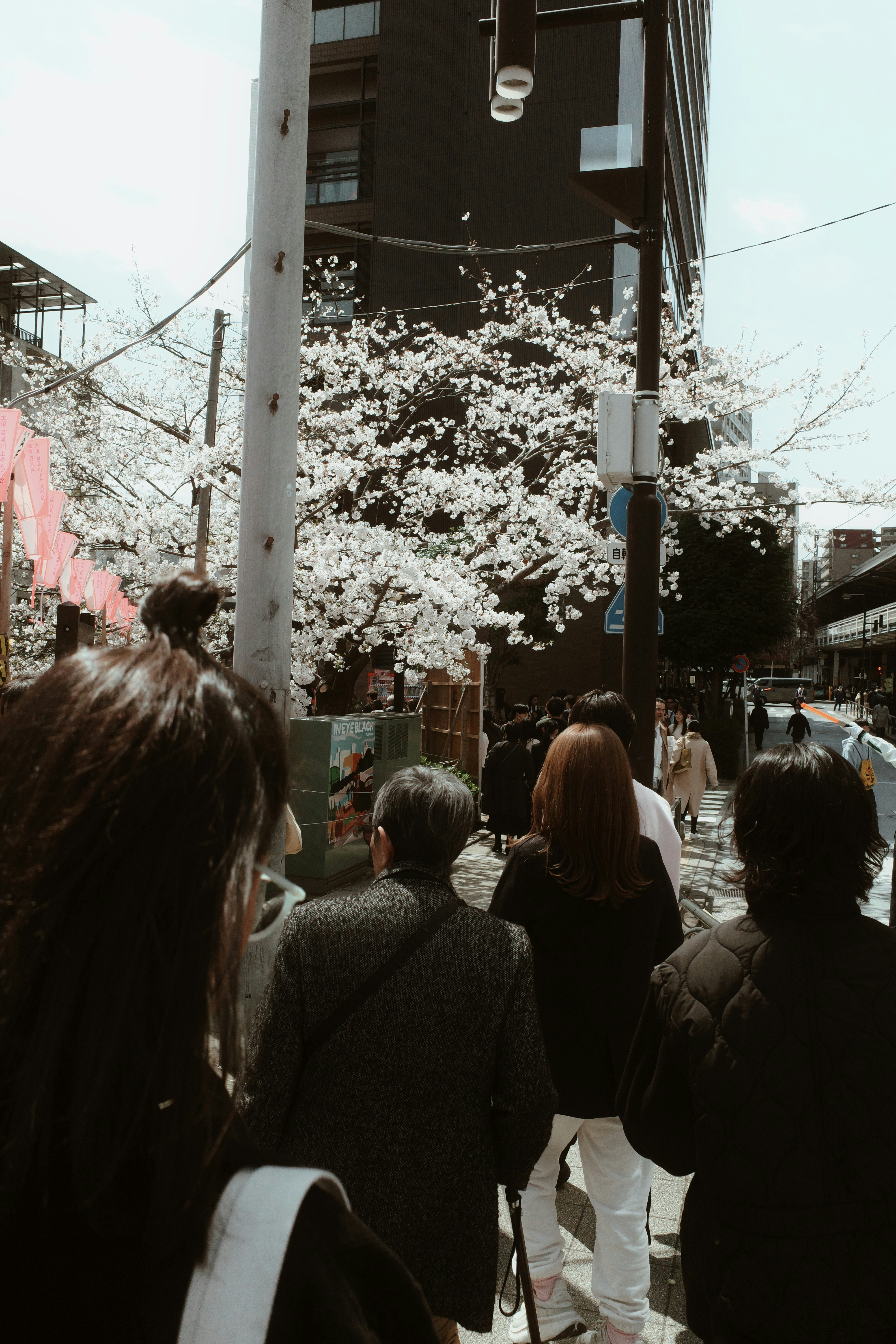 Cherry Blossom Boulevard: Pedestrians weave beneath a canopy of urban blossoms