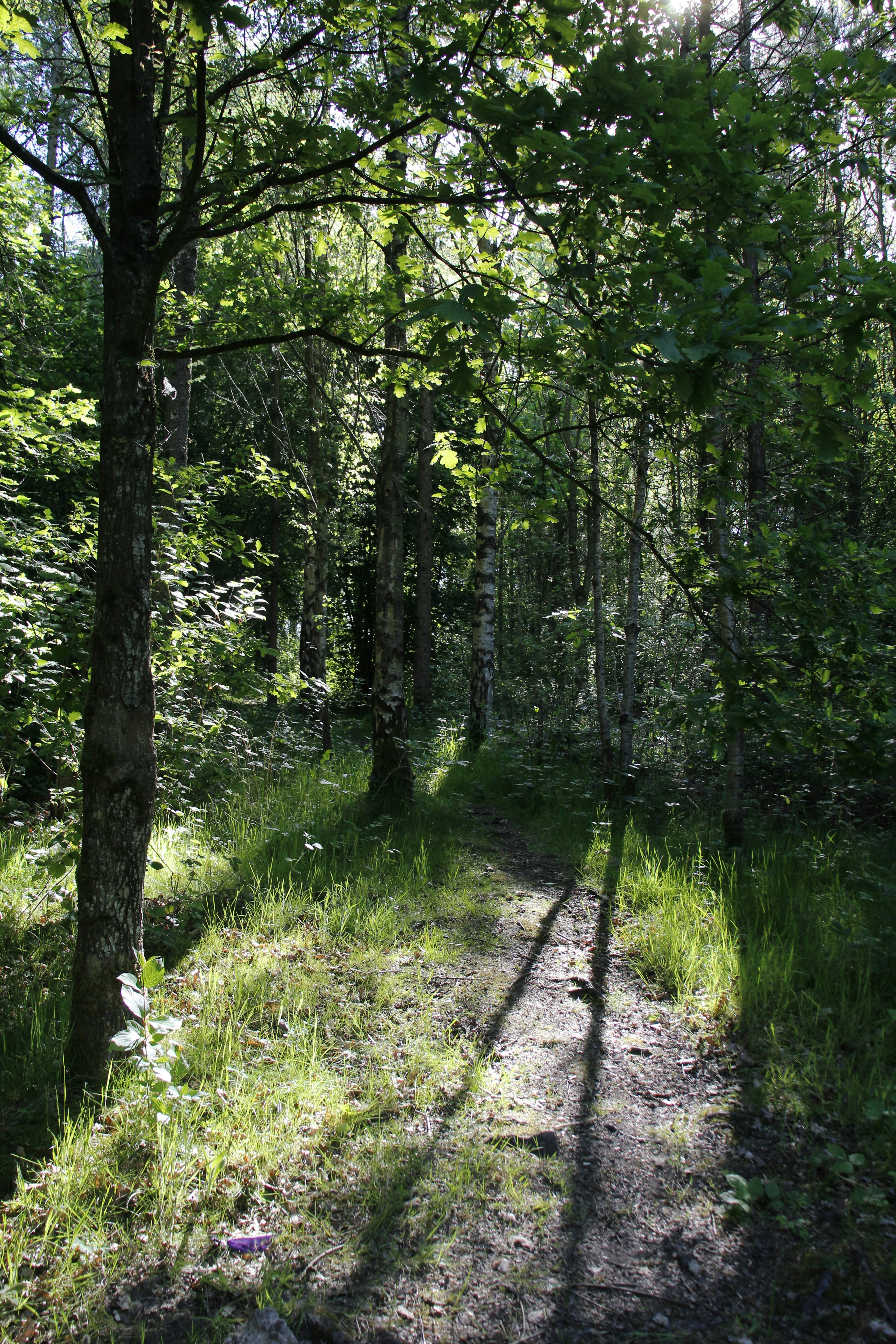 A shady forest path lit by sunlight. photo – Free Forest Image on Unsplash