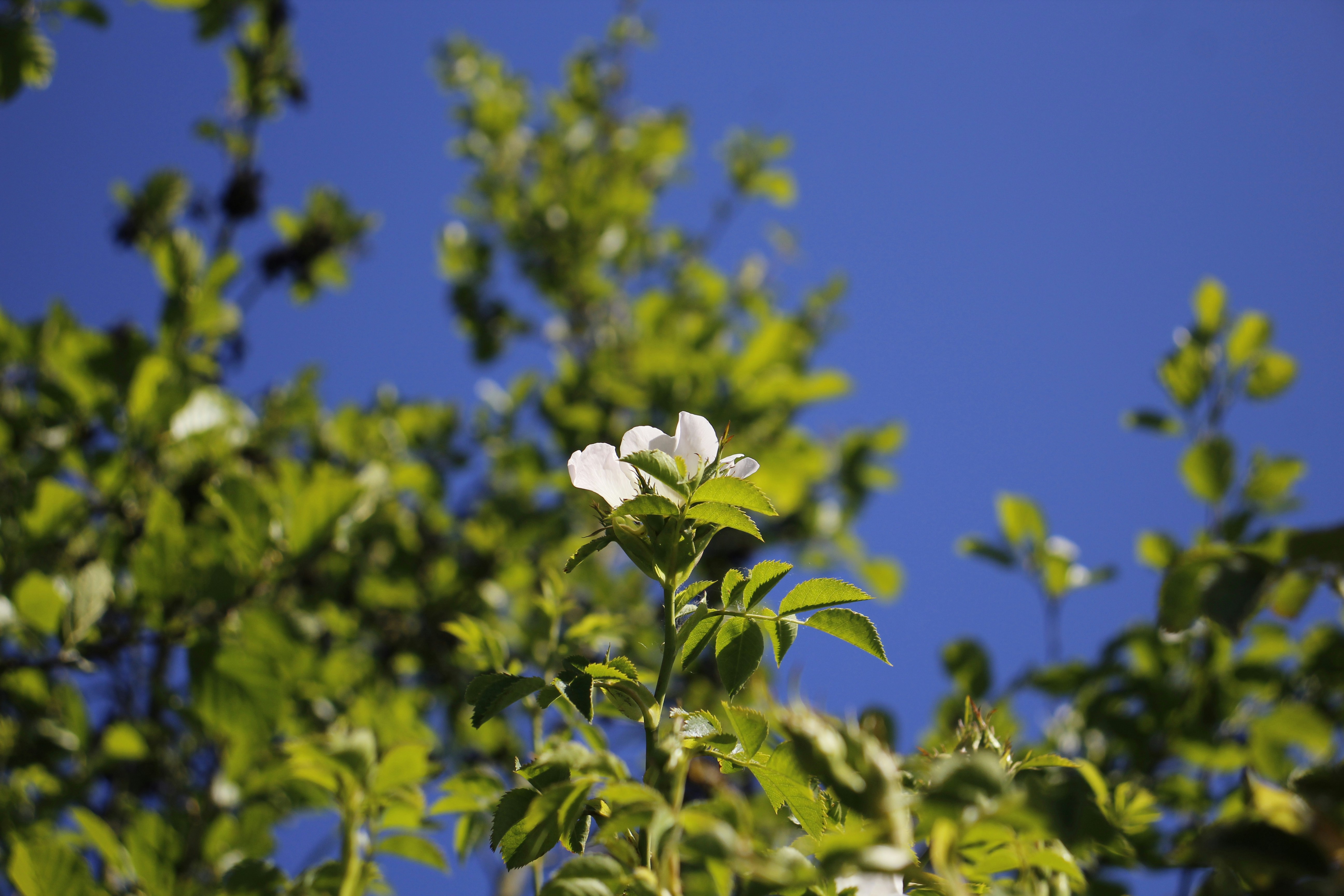 Blooming Apple Branch Reaching Toward a Clear Sky