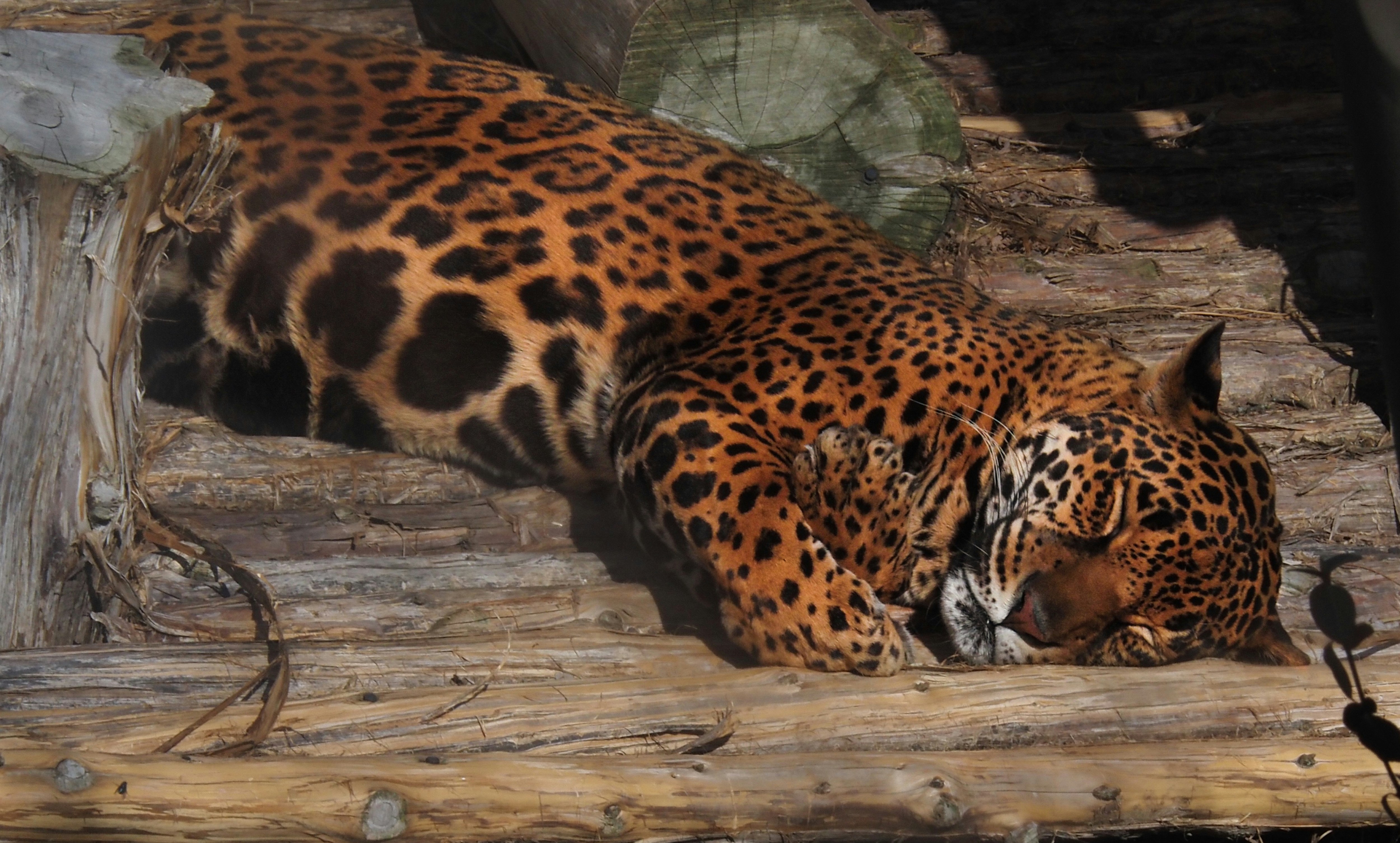 Jaguar mighty | A sleeping jaguar rests on a log.