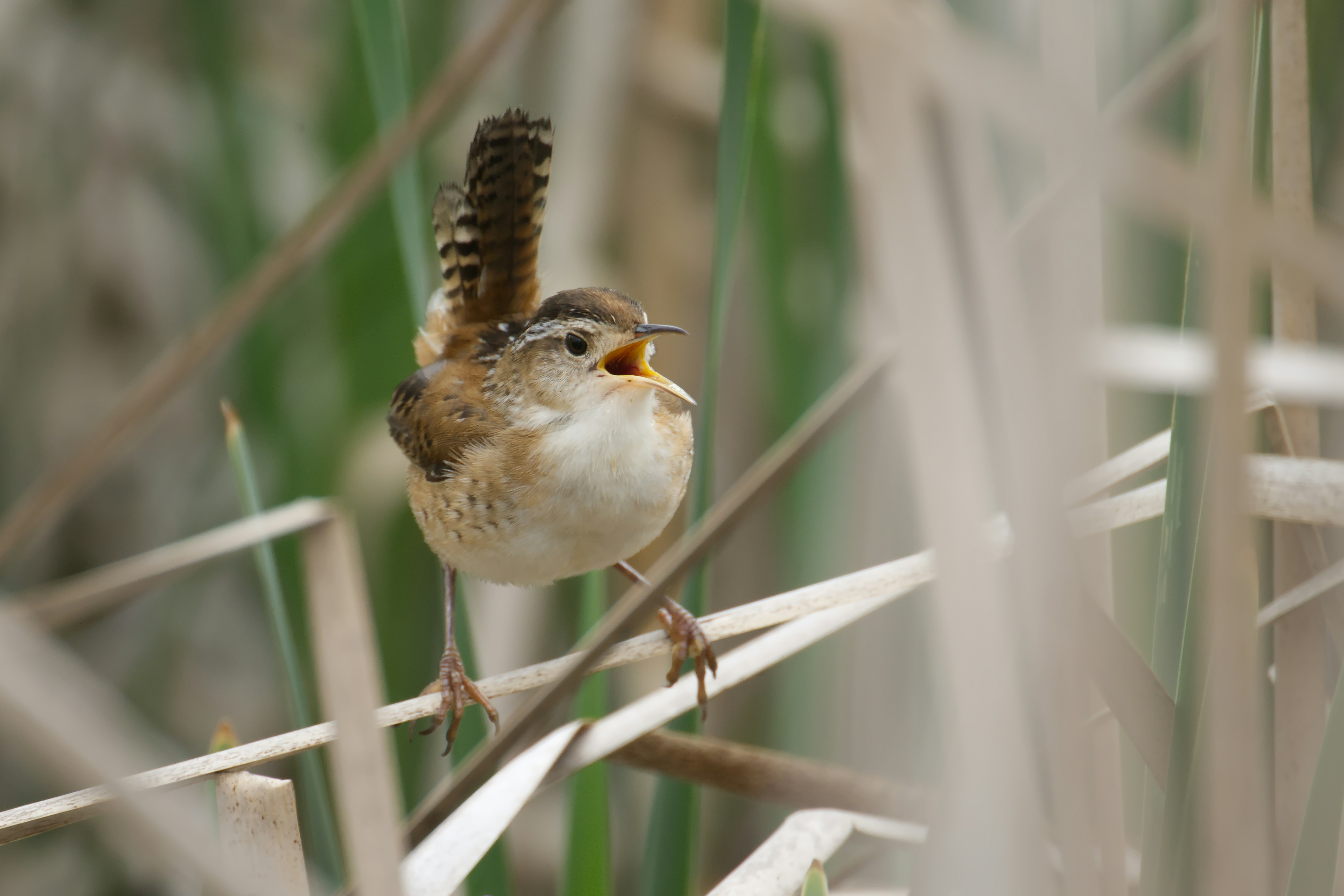 Cattail Serenade: A Warbler Perched and Singing Amid Quiet Reeds