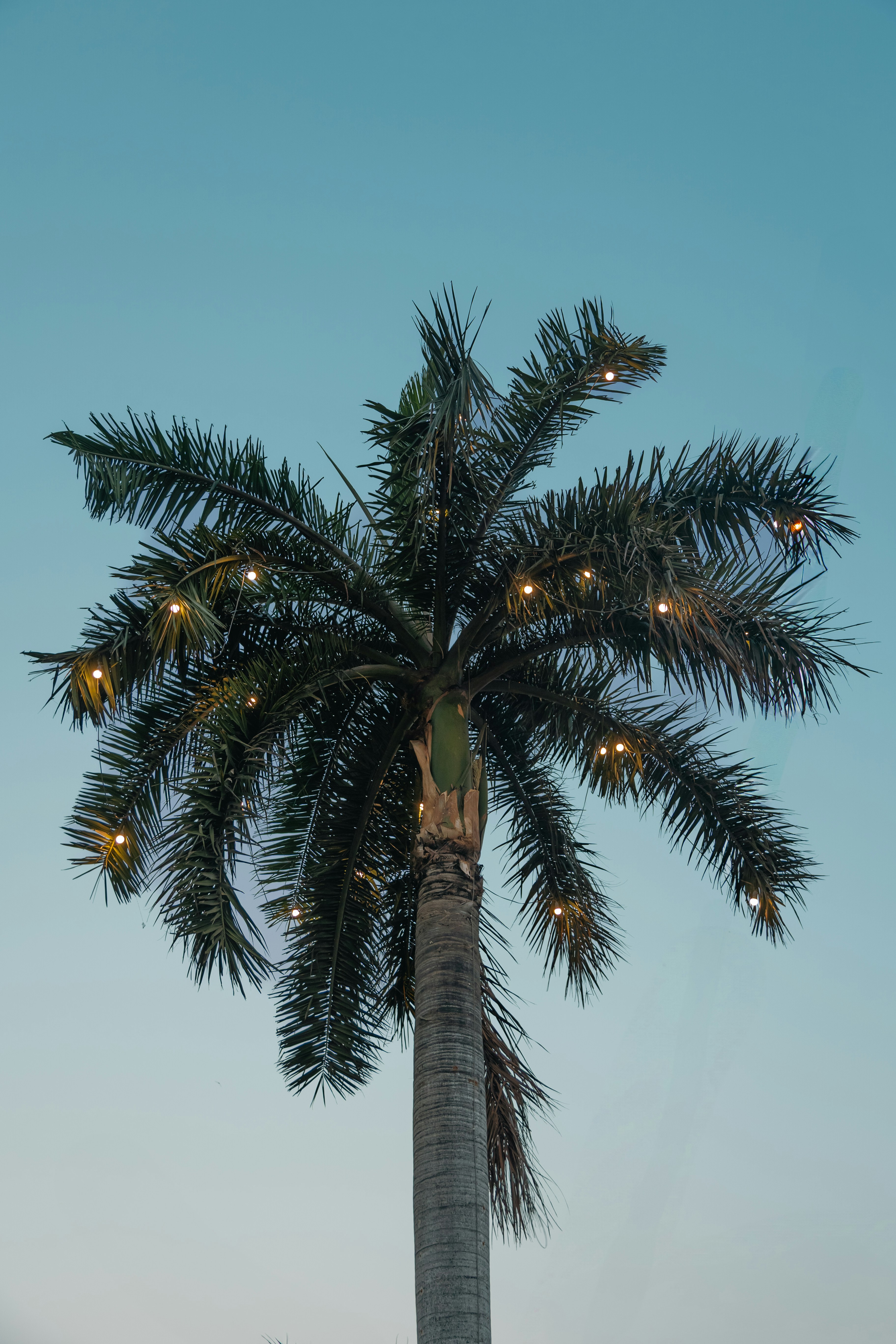 Twilight Oasis: A Palm's Glow