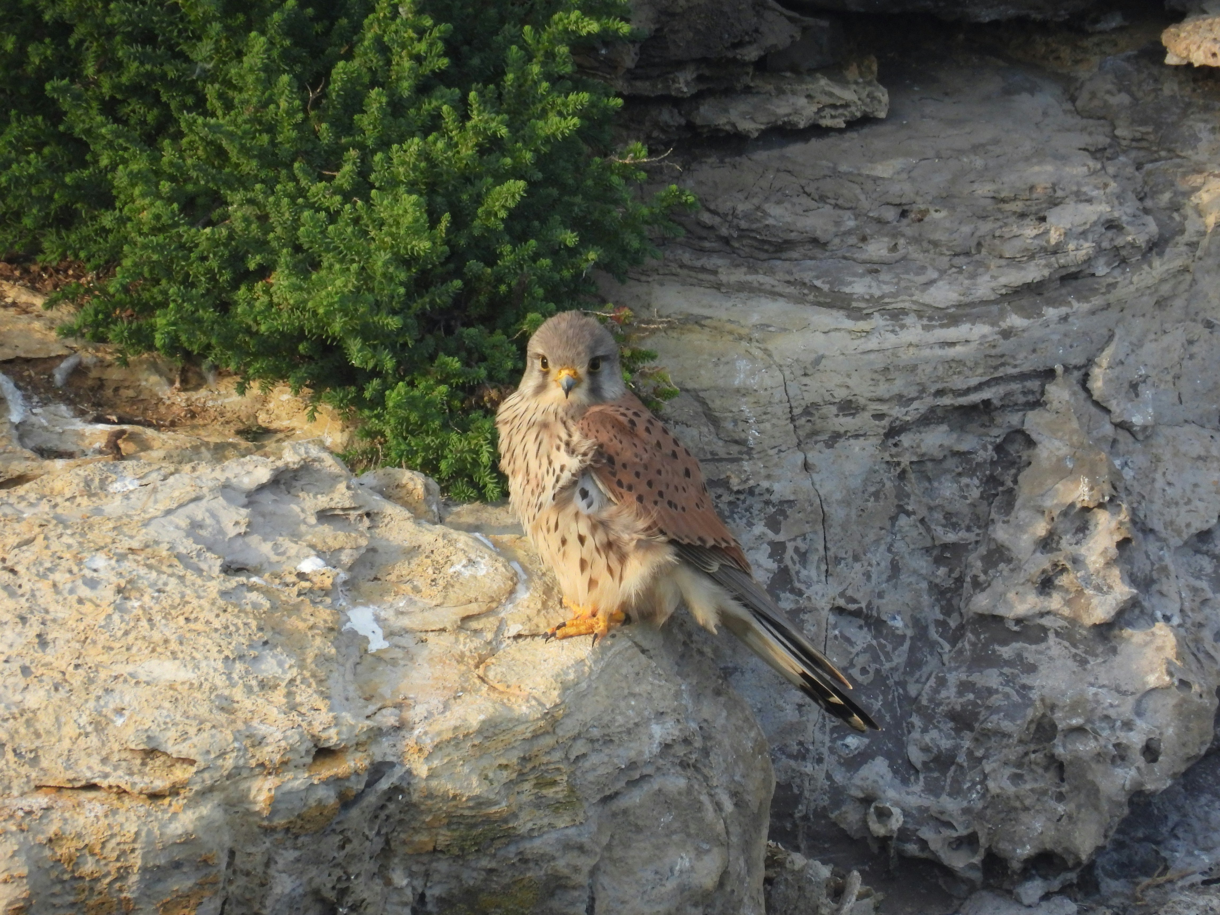 The Sentinel of the Rocks
