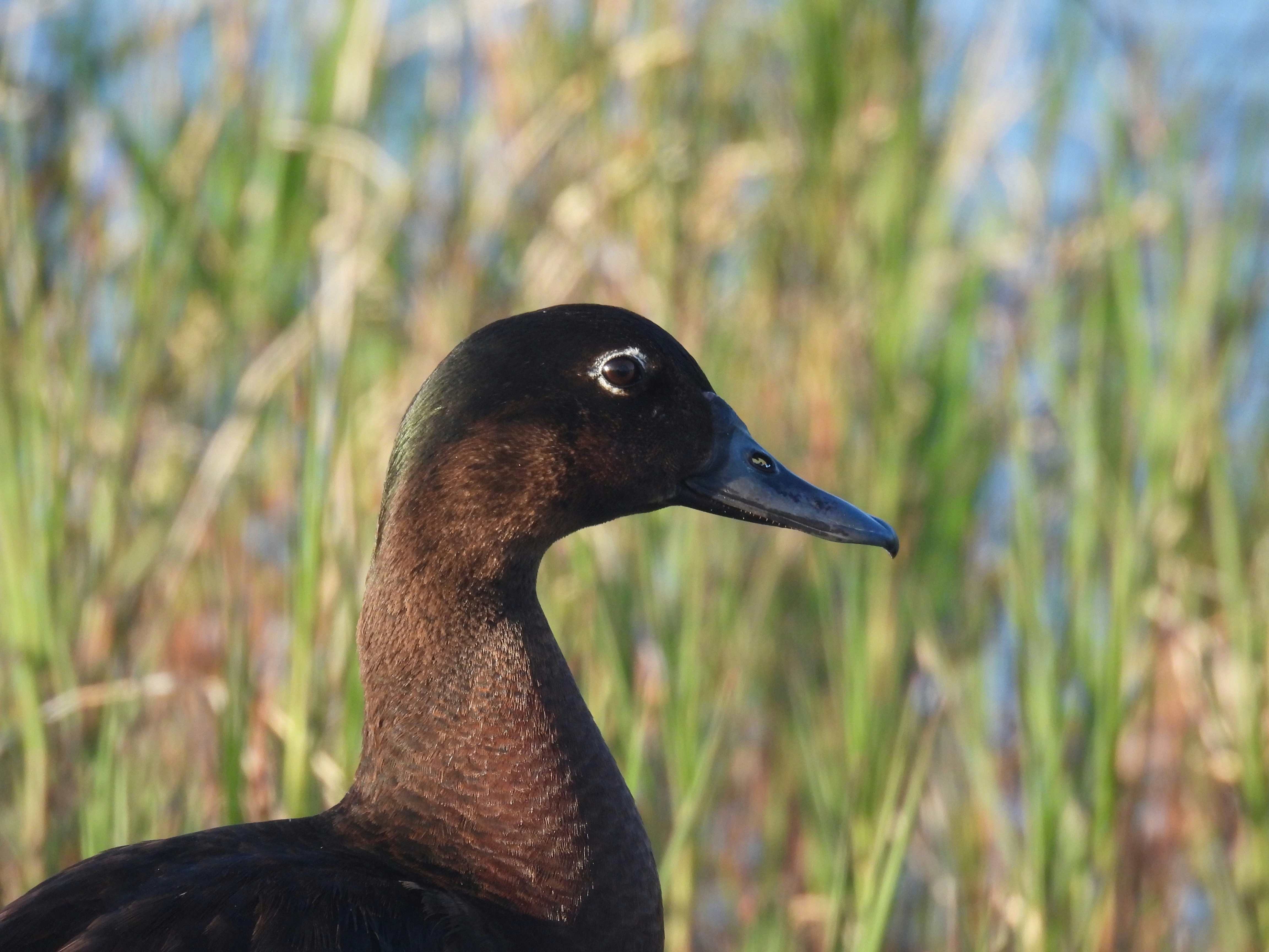 Portrait of a solitary duck amid reeds
