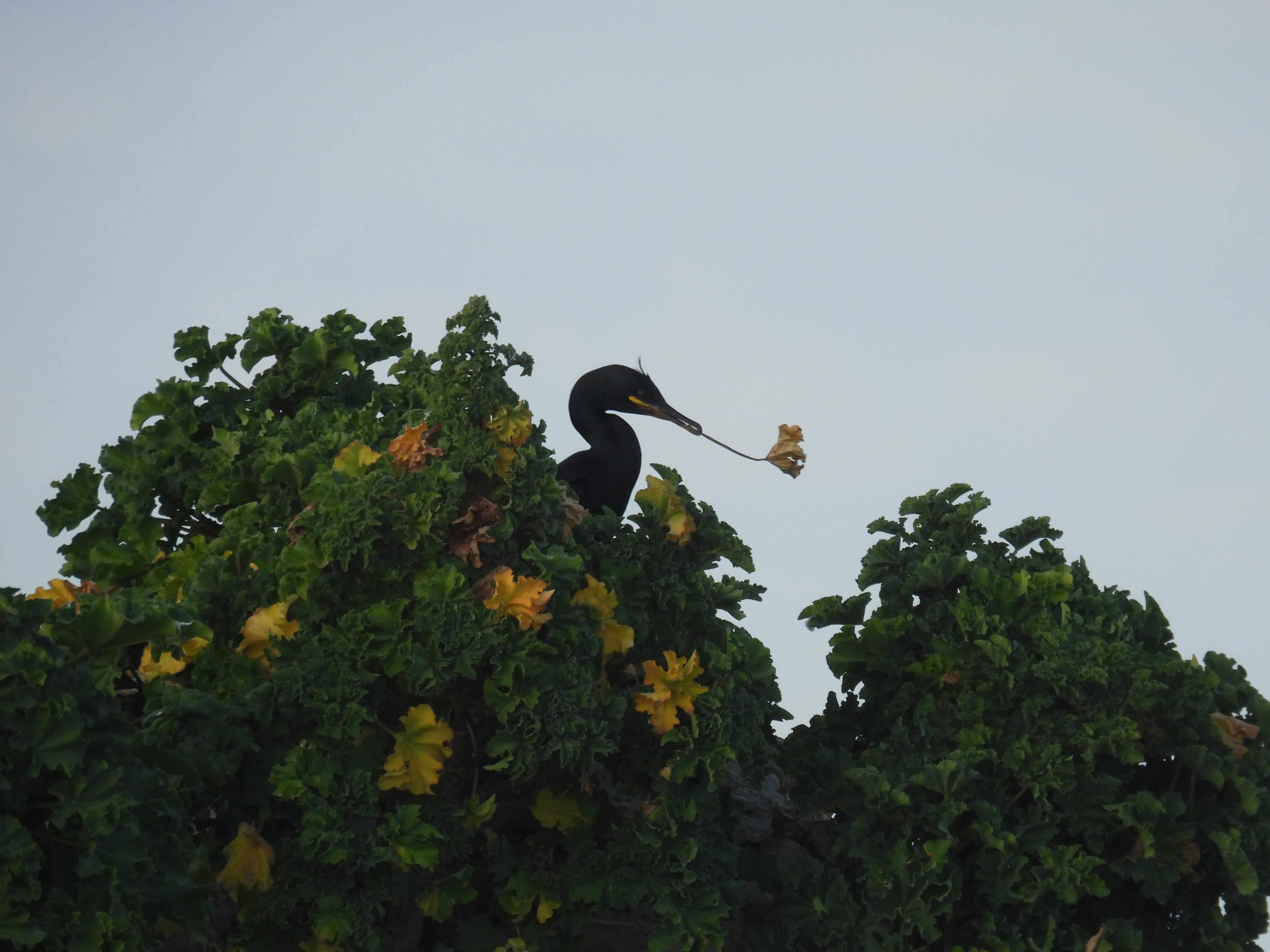 Cormorant perched atop a lush tree, delicately holding a twig in its beak, surrounded by vibrant foliage.