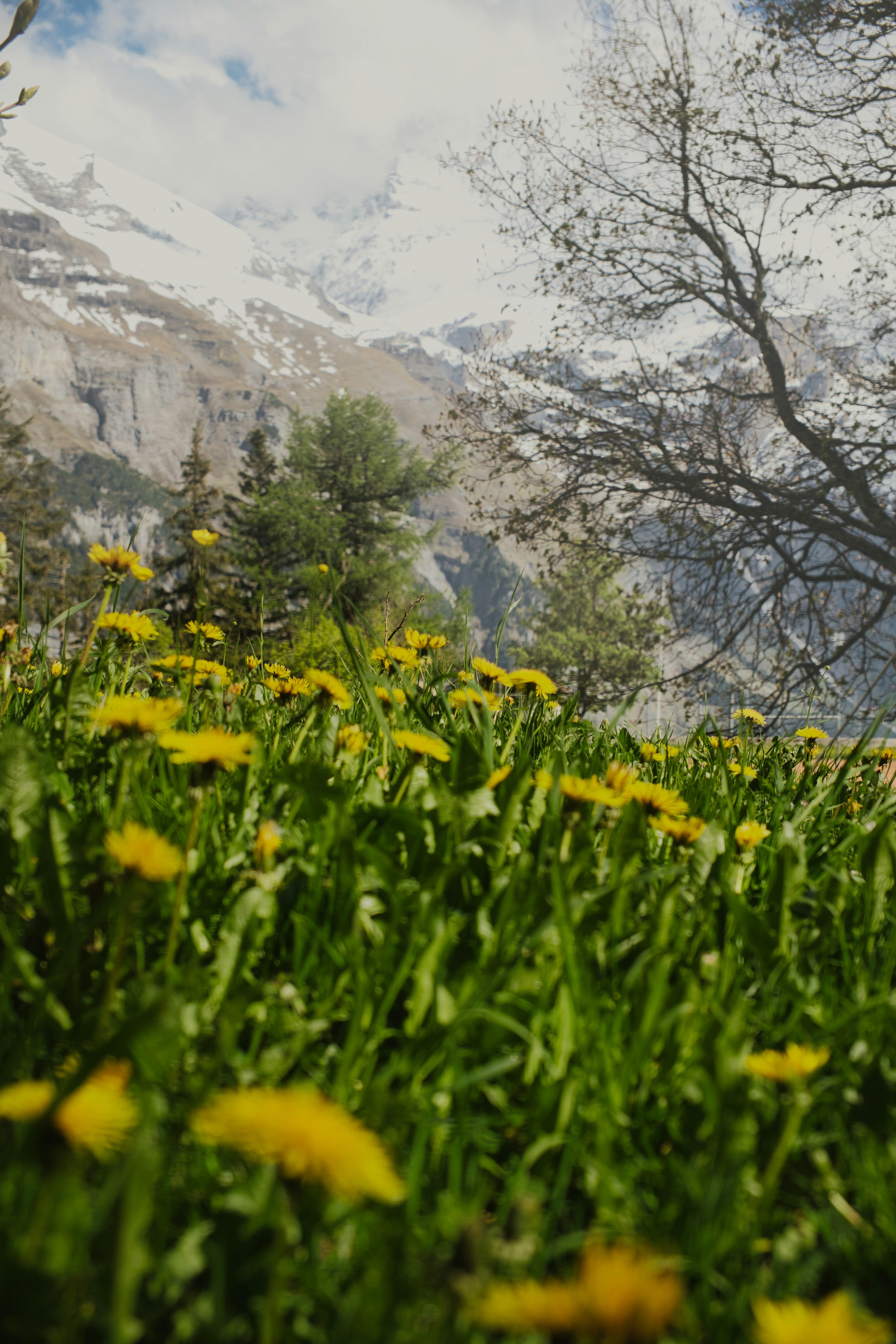 Vibrant dandelions bloom in a lush green meadow, framed by towering snow-capped mountains and a gentle tree silhouette.