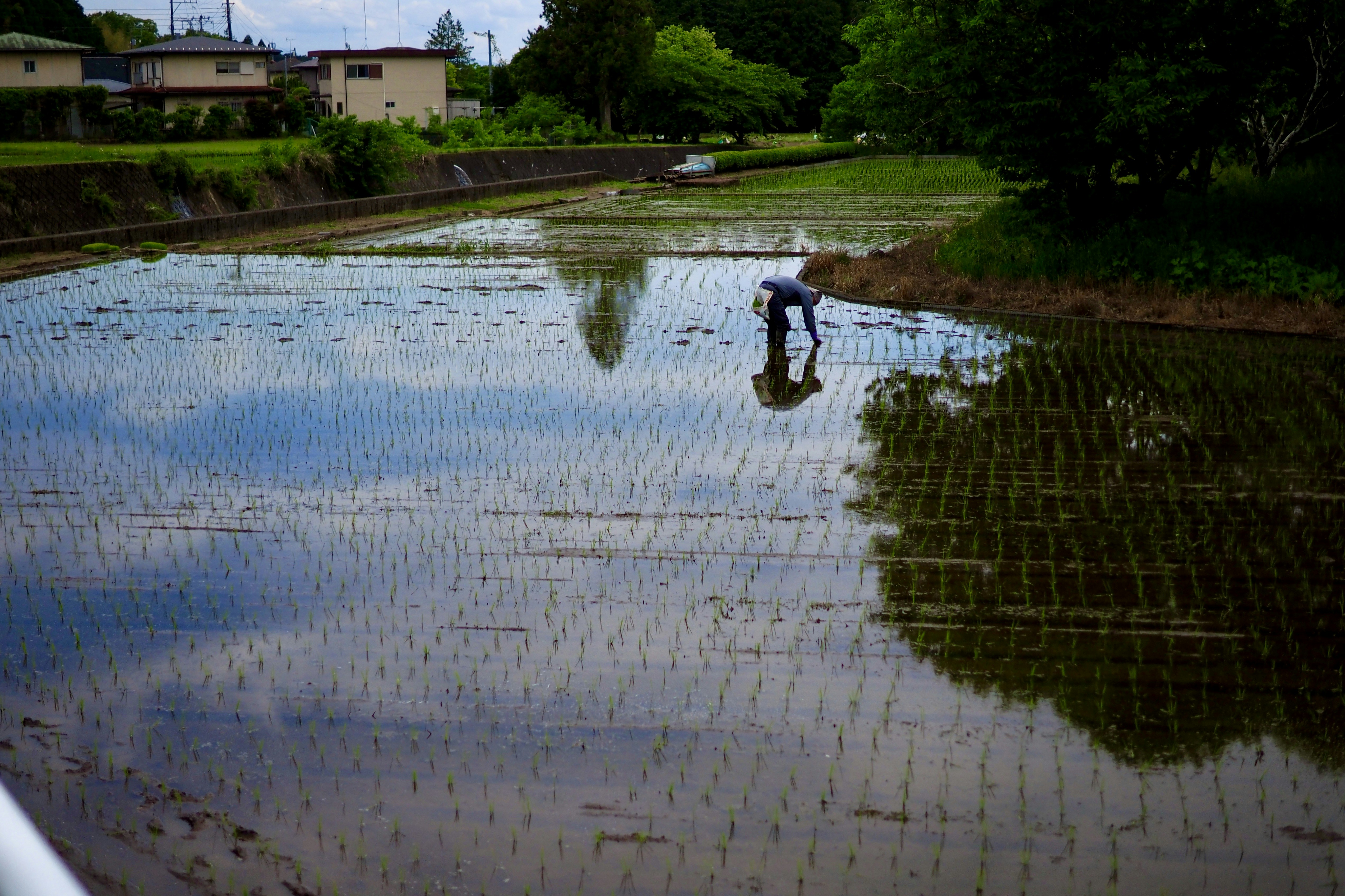 Rice-field custodian in a mirror-like paddy
