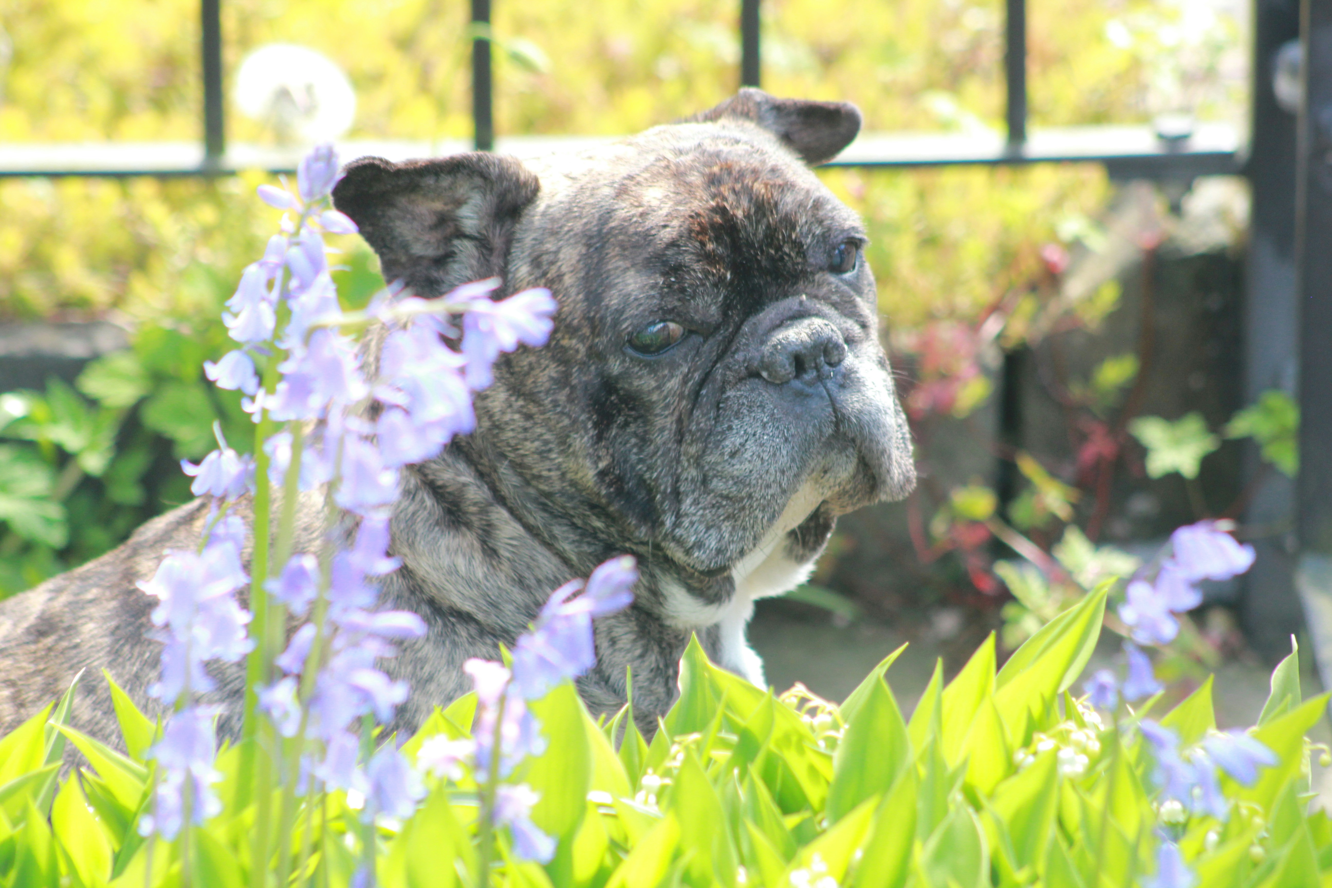 My French Bulldog in the front garden with bluebells in bloom in late spring