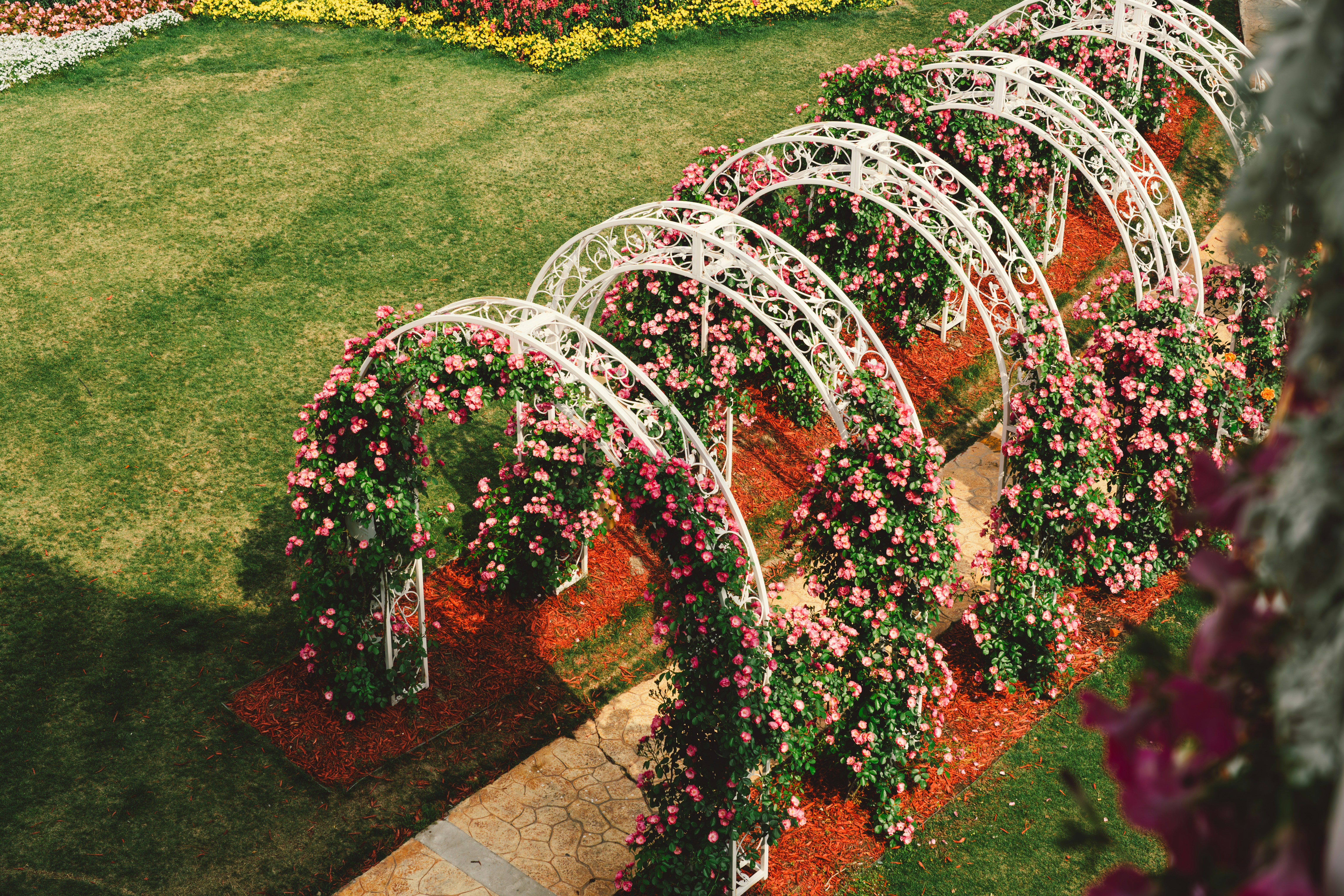 A pathway lined with blooming rose arches. photo – Free Flower Image on ...