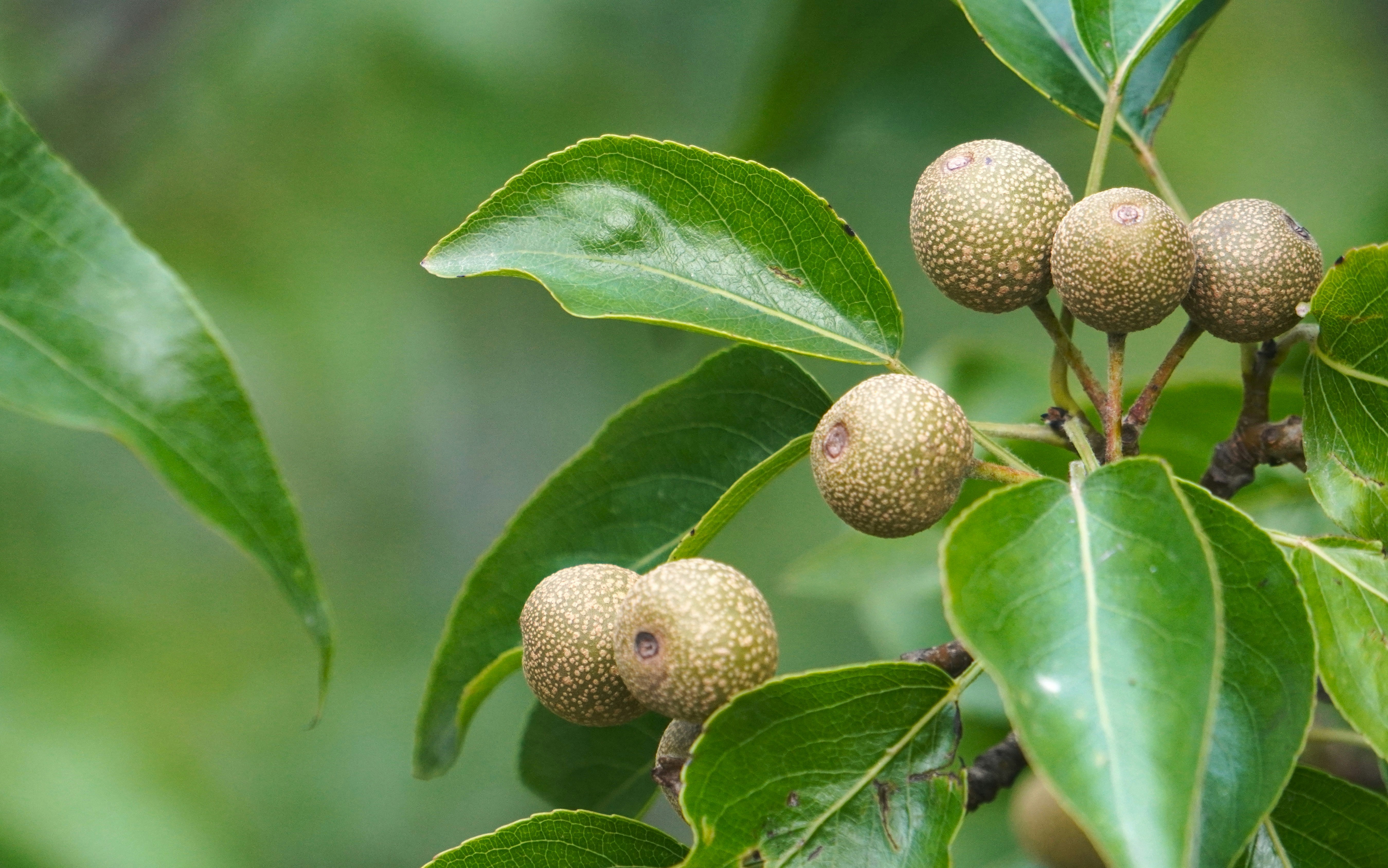 Cluster of small, textured fruits nestled among vibrant green leaves, showcasing the intricate details of nature.
