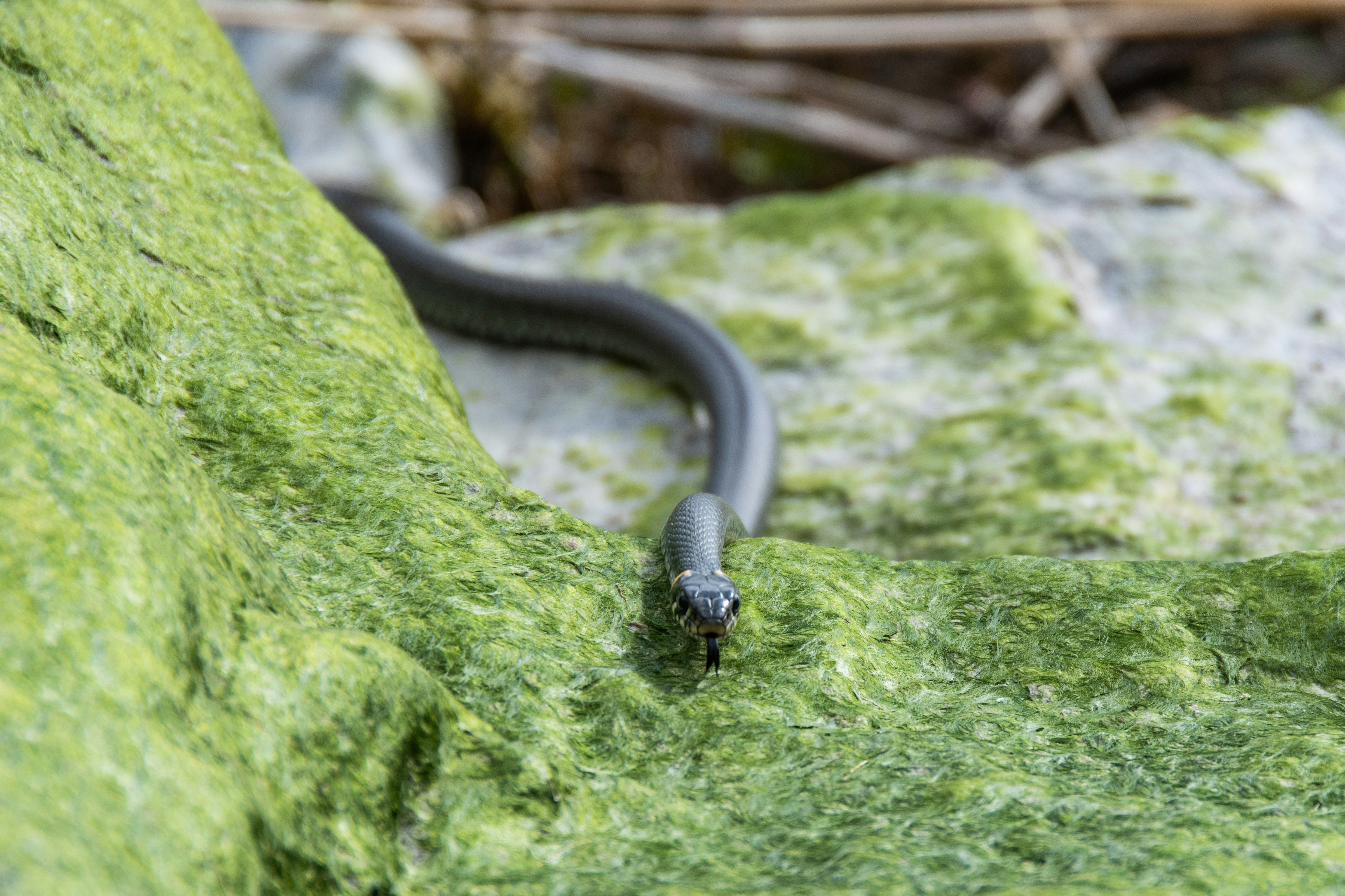 Verdant Ledge: A Black Snake Threading the Moss-Covered Rock