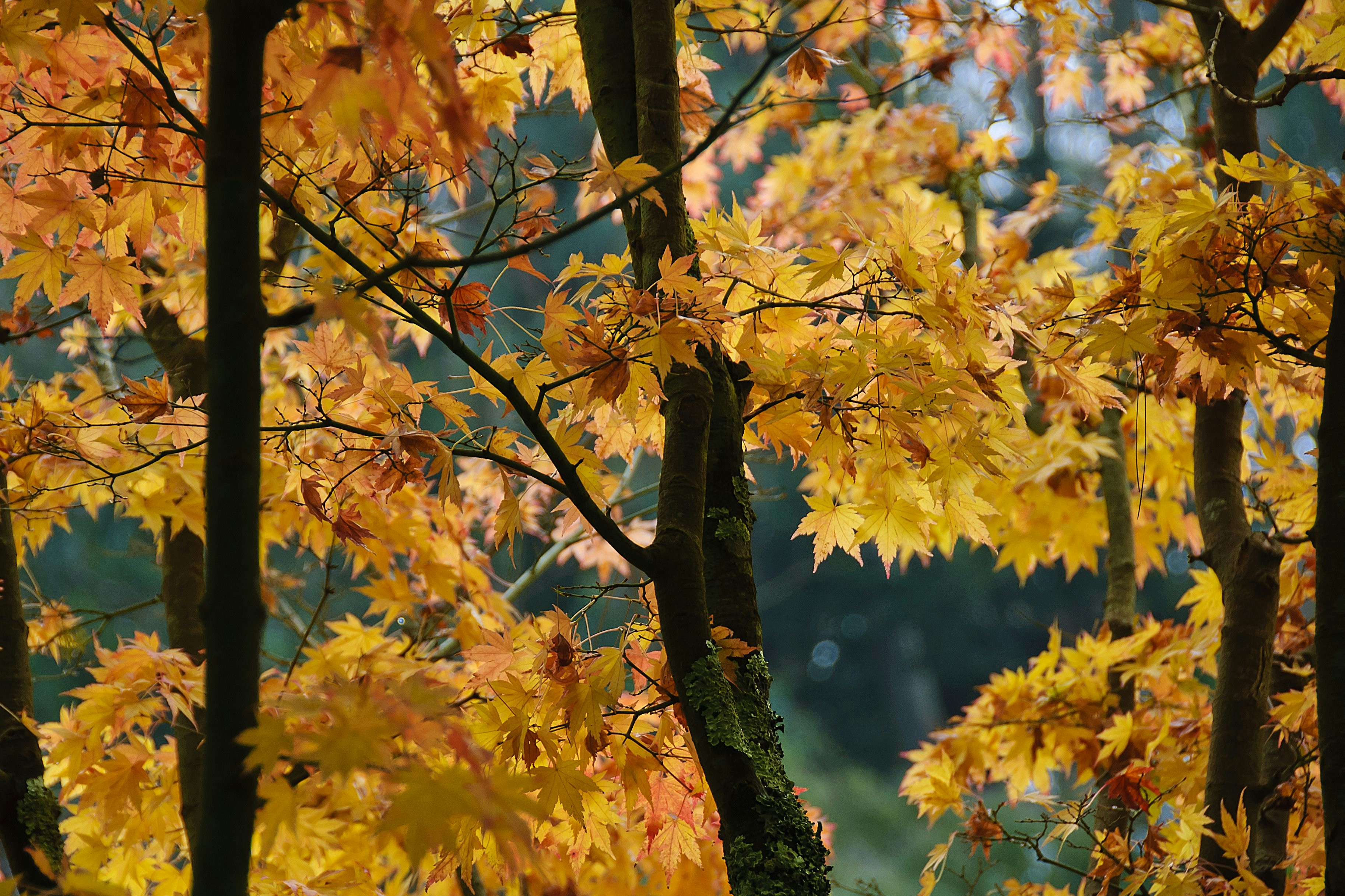 Fall foliage | Autumn leaves glow golden on the trees.