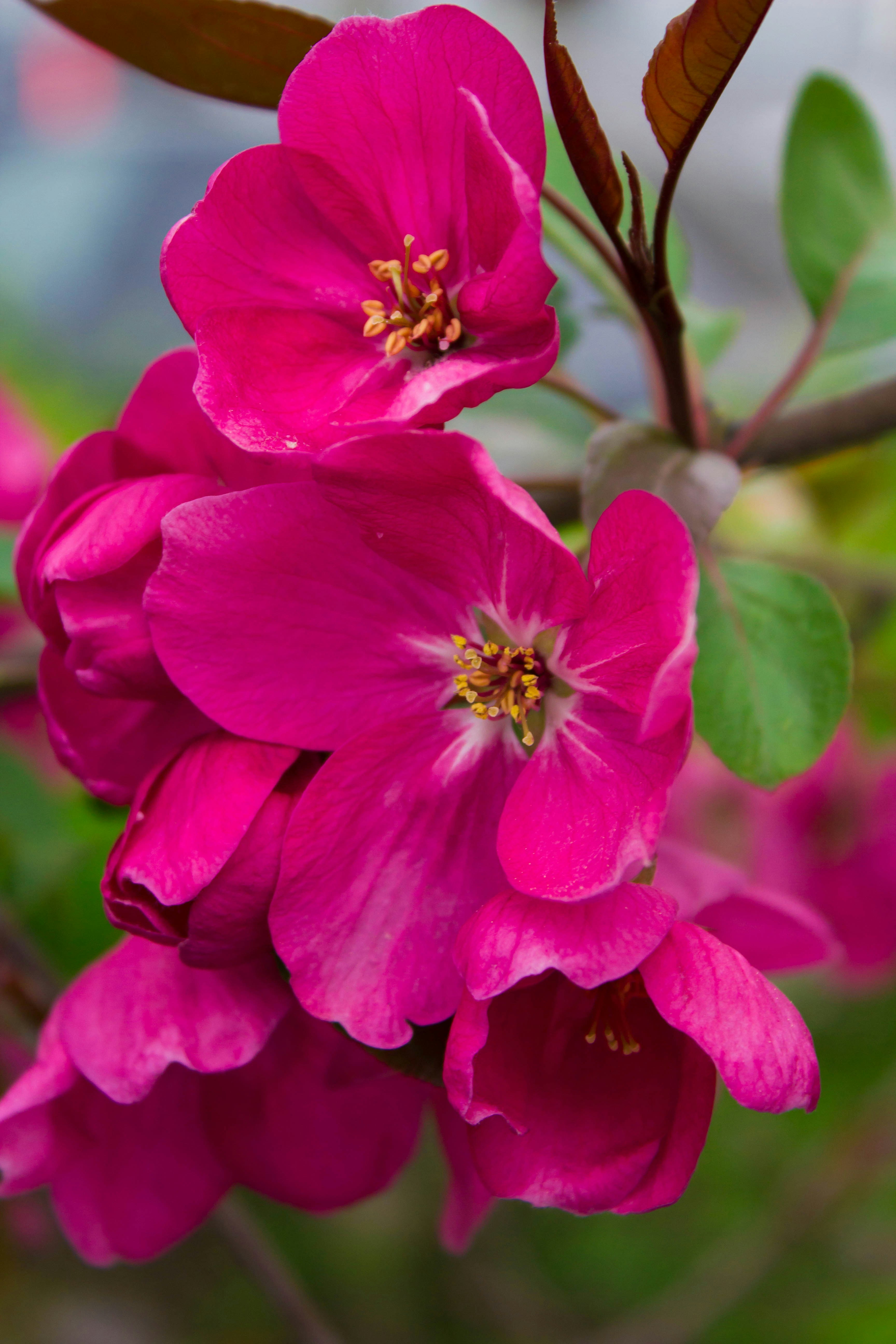 Velvet Magenta: An Intimate Close-Up of Camellia Blooms