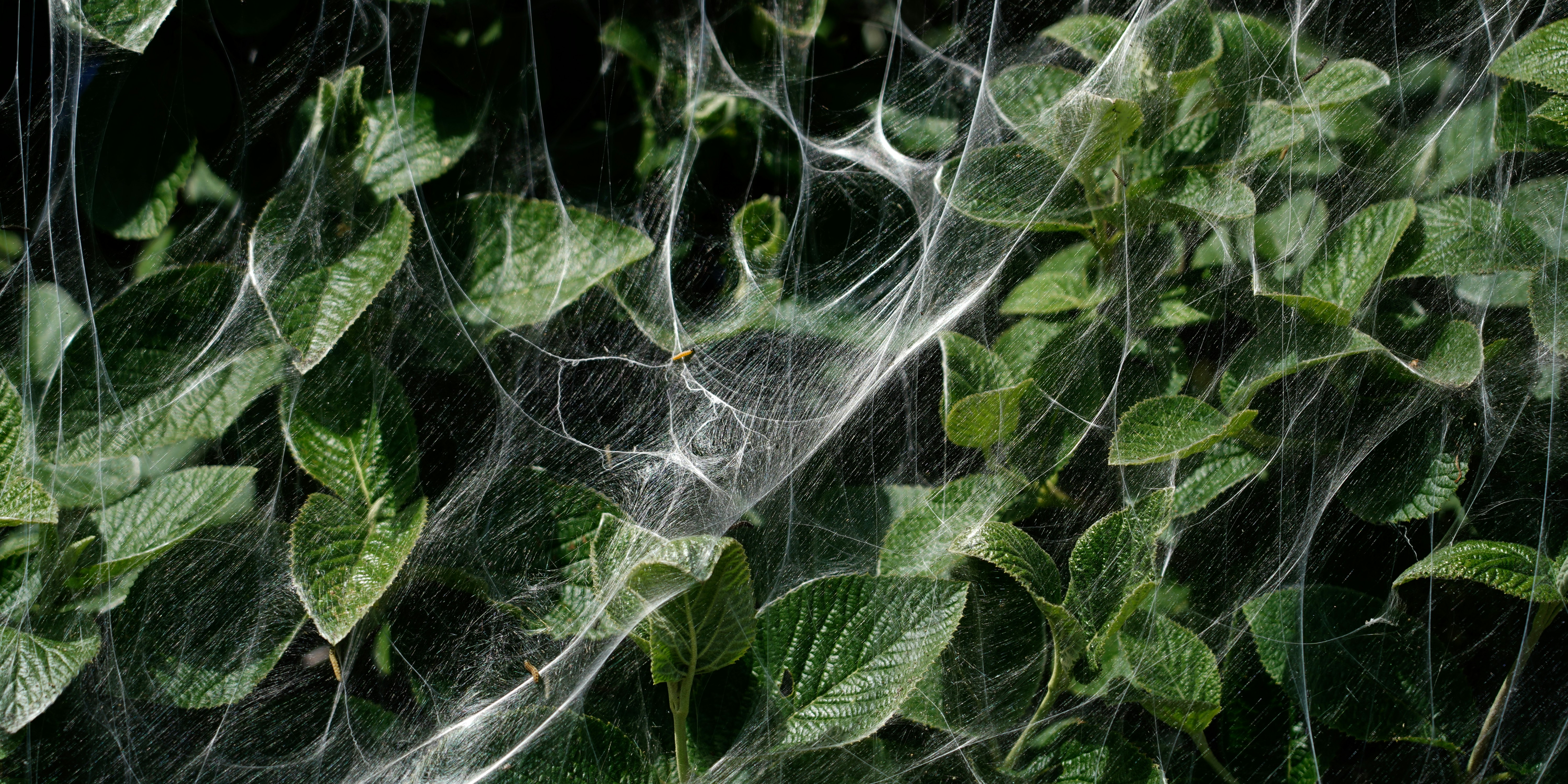 Nature's Intricate Weave: A Tapestry of Life