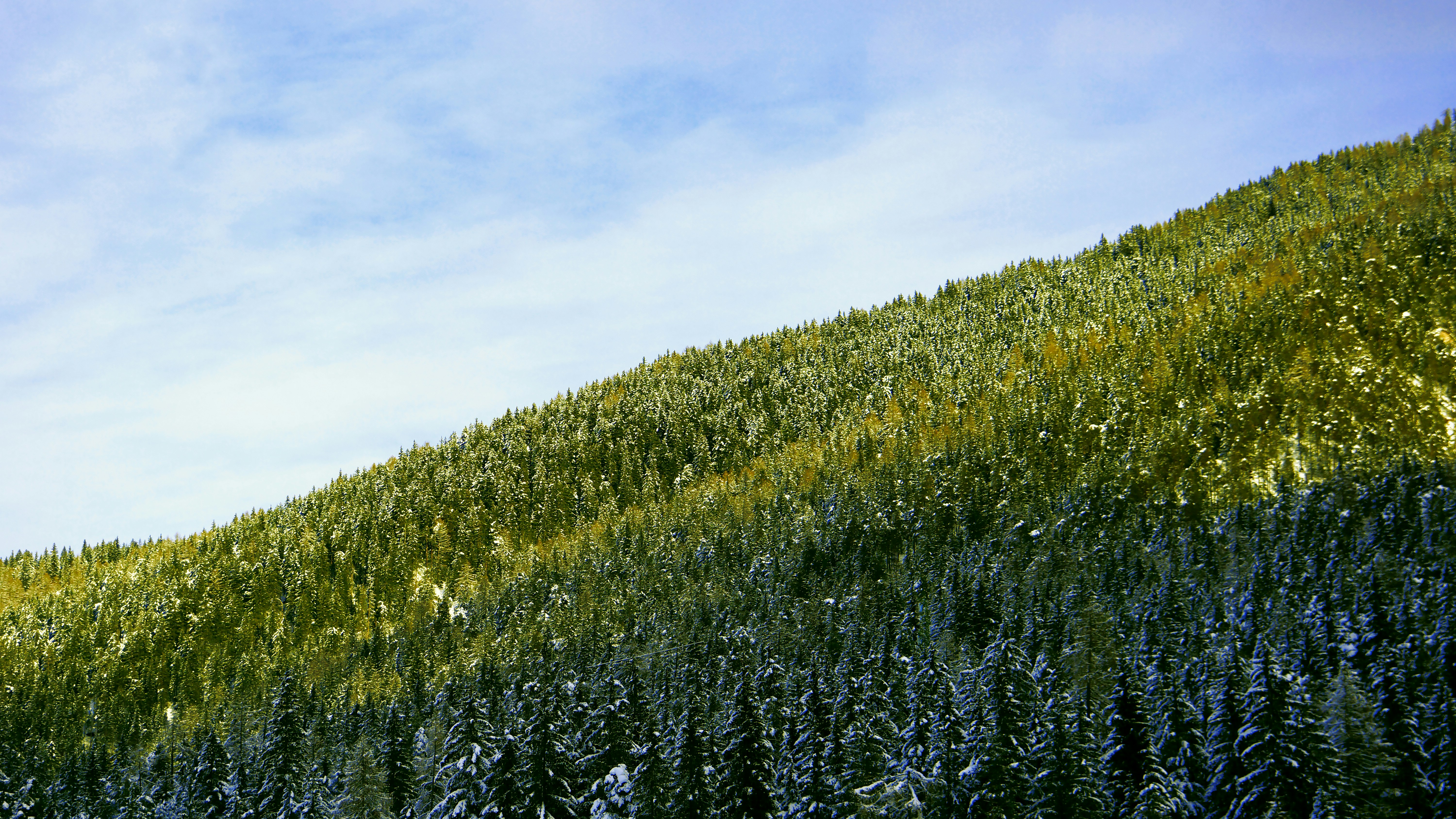 Indigo Ridge: A Blooming Slope Under a Quiet Sky