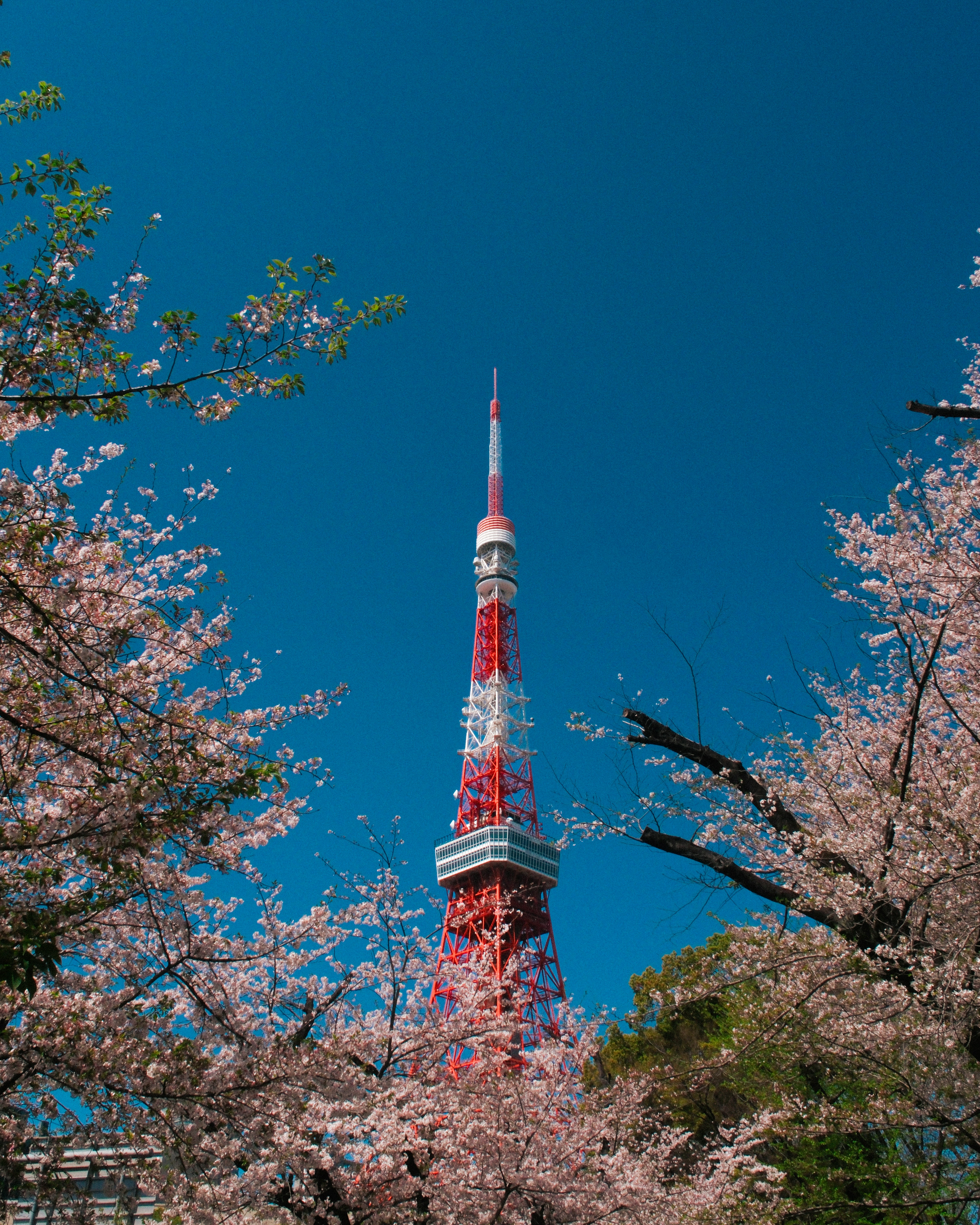 Crimson Spire Framed by Sakura in a Cerulean Sky