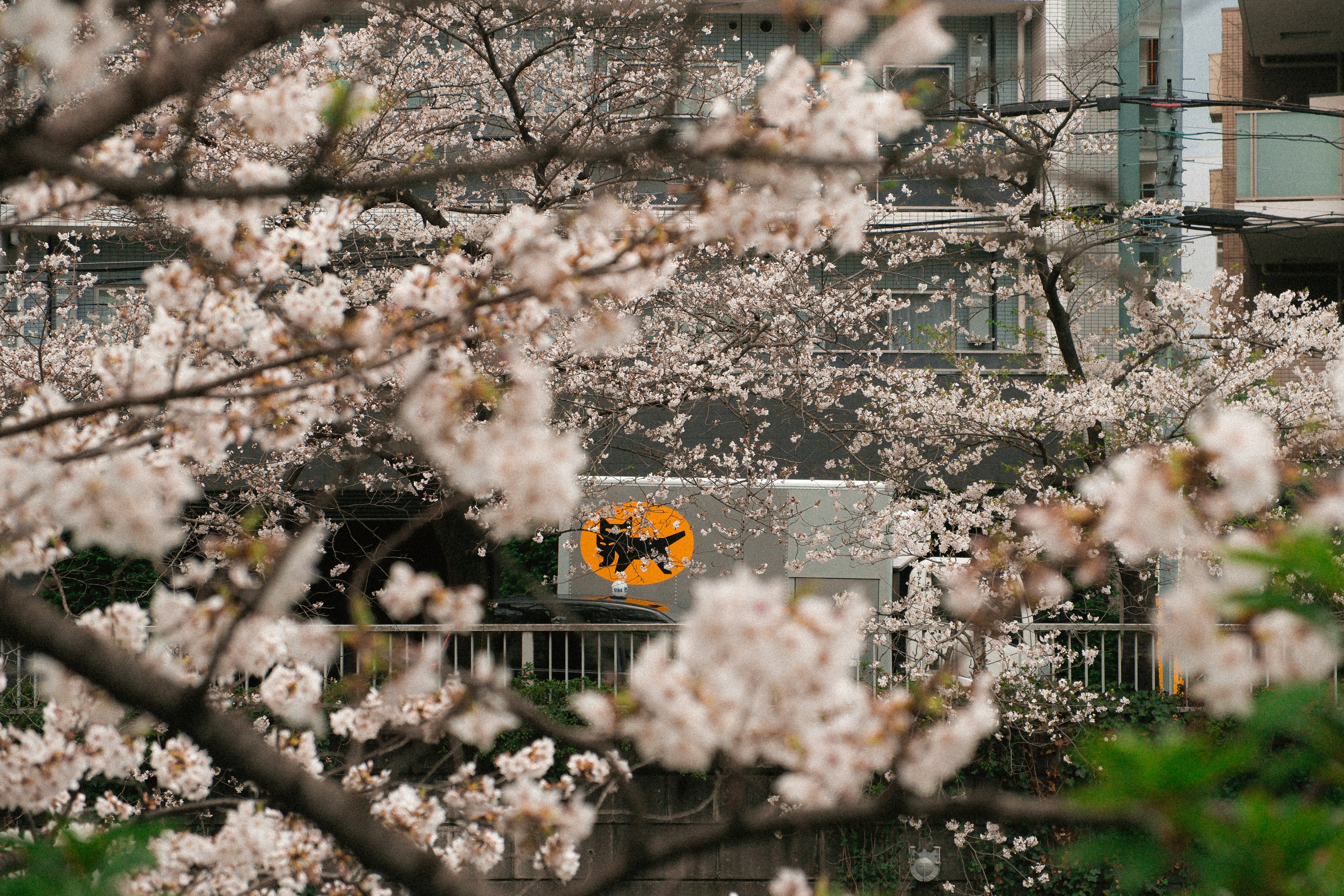Hidden Sign in a Sea of Blooms