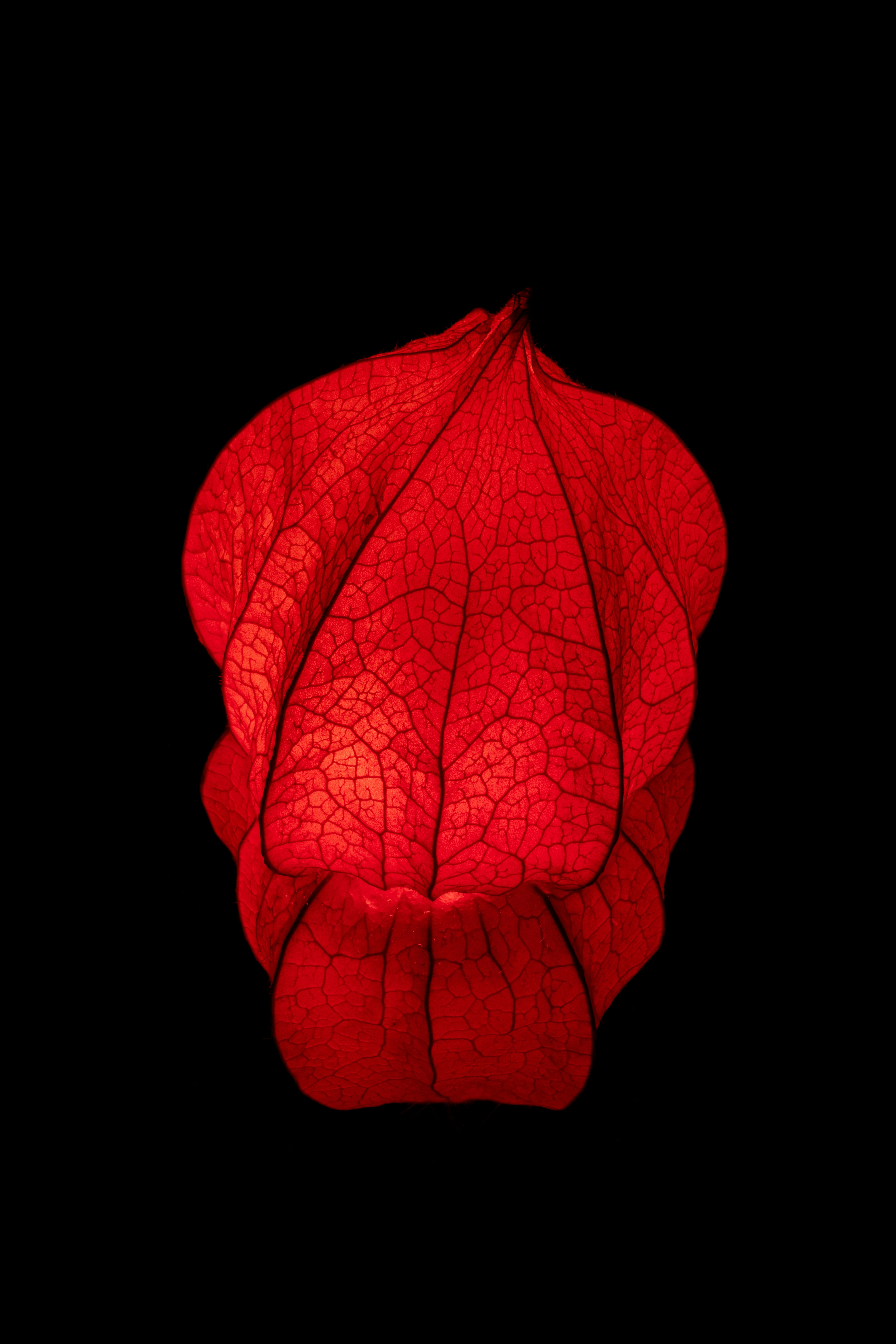 Crimson Lattice: a lone leaf etched with veins against midnight black