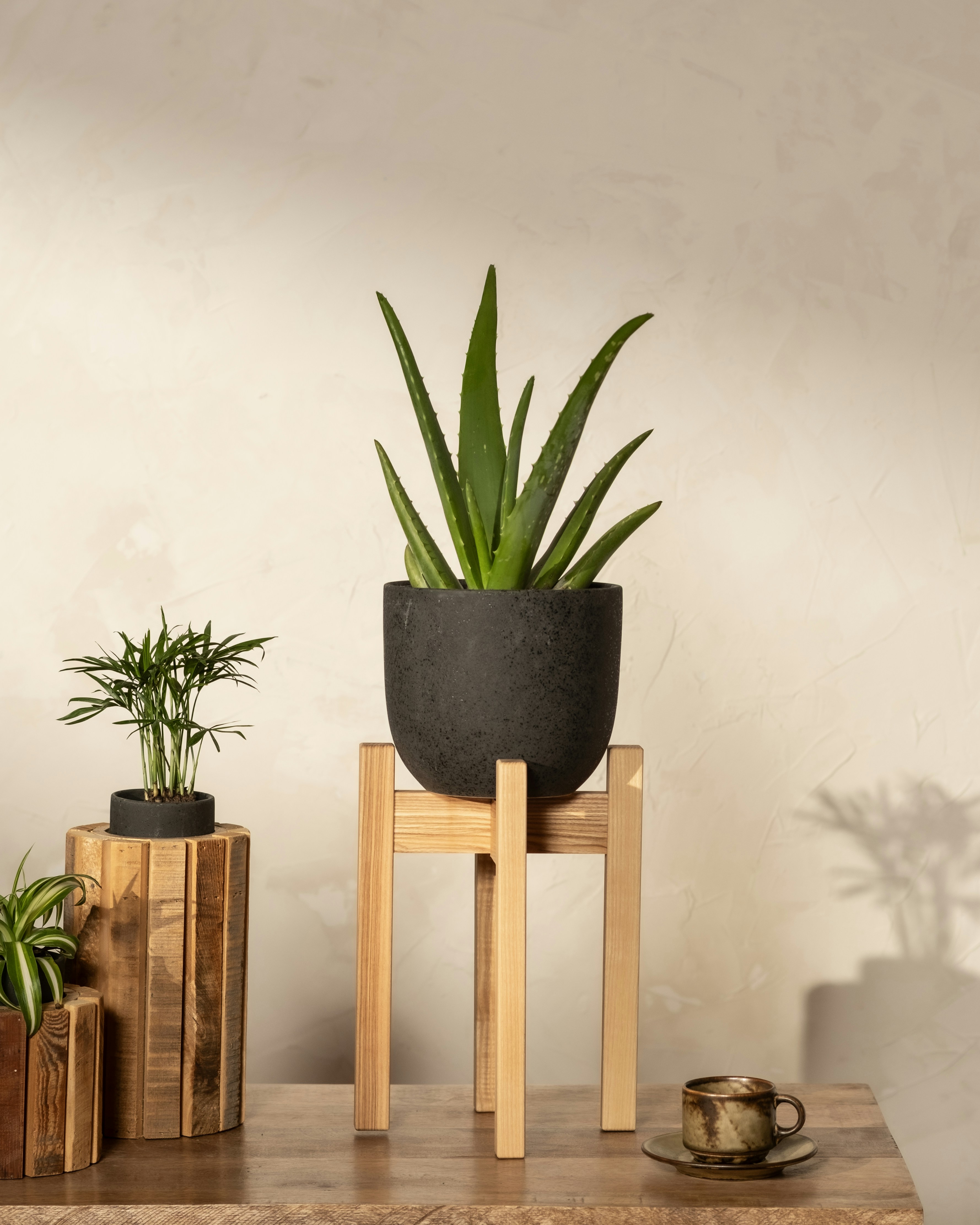 Aloe vera plant sits on a wooden stand. photo – Free Plant Image on ...