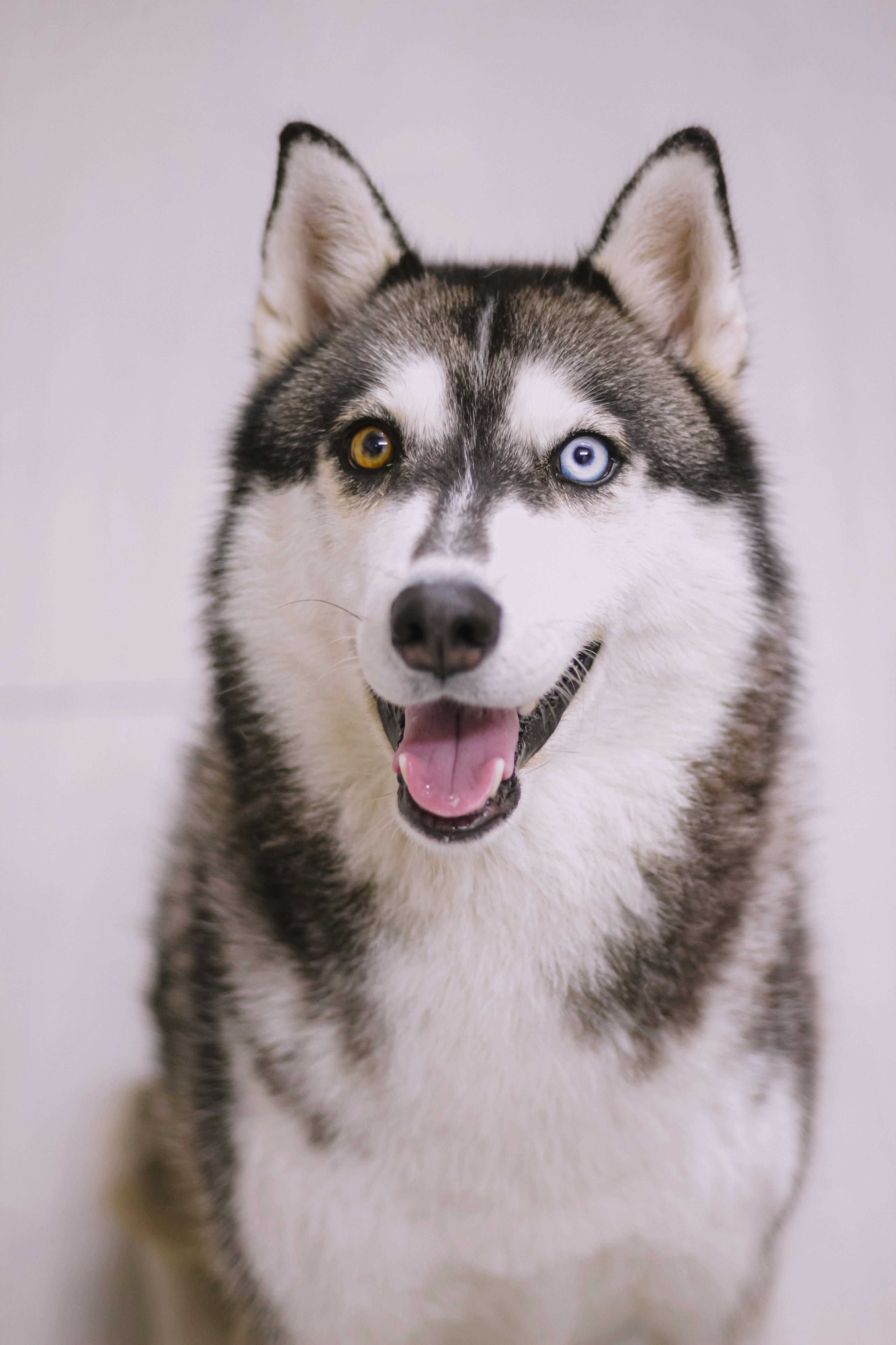 A siberian husky with different colored eyes smiles. photo – Free Dogs ...