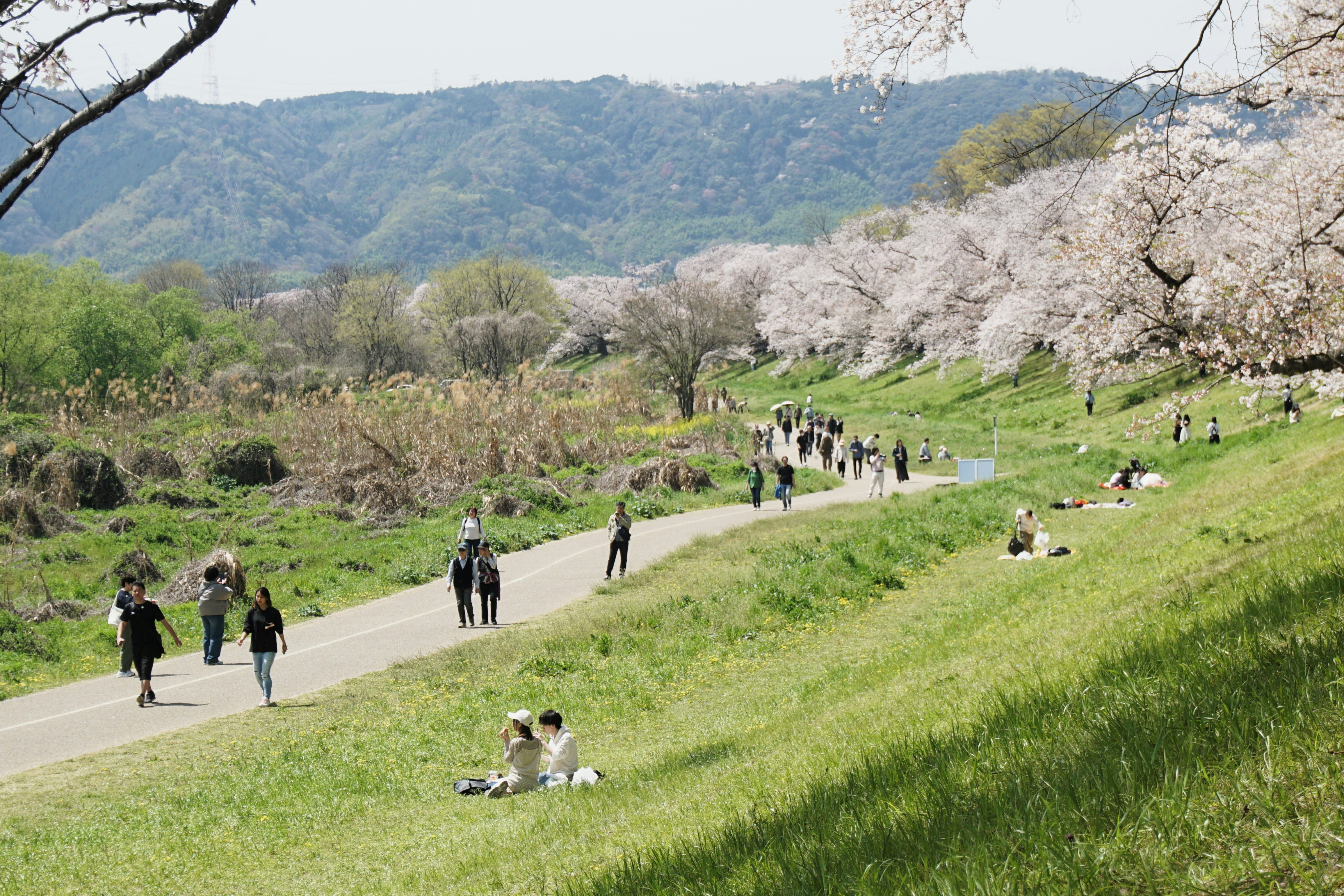 Photo by Syadza Salsabyla with Sony Alpha 6000