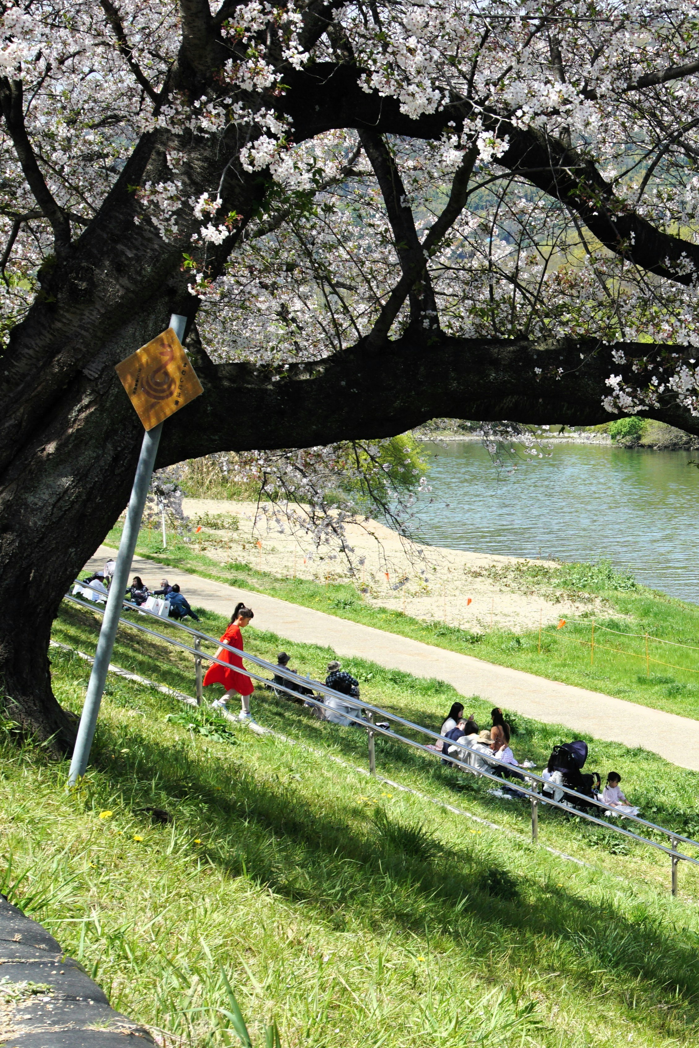 Crimson in the Sakura Shade by the Riverside Path