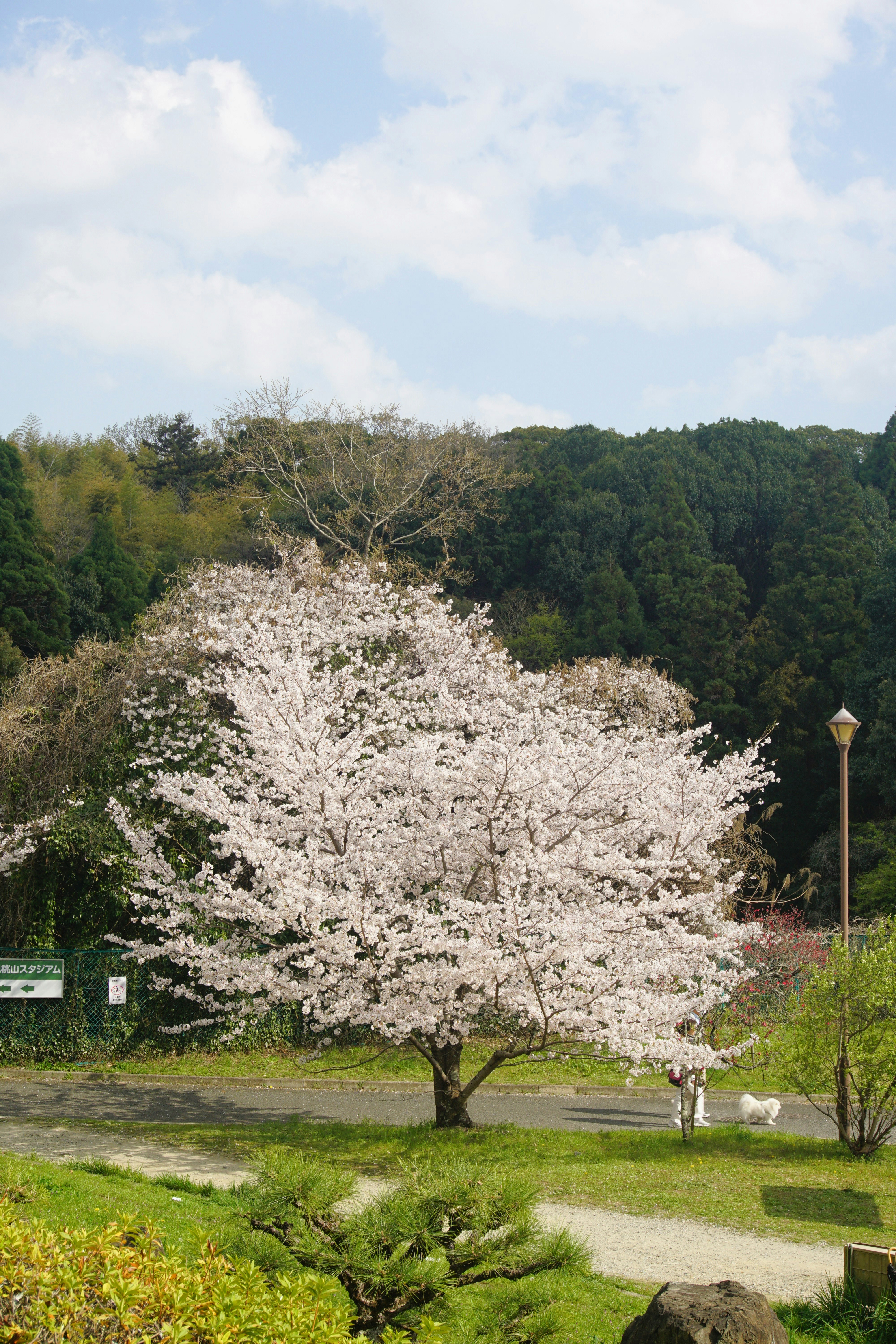 Cherry Blossom Crown in a Tranquil Park: A Sakura by the Path and Lamppost