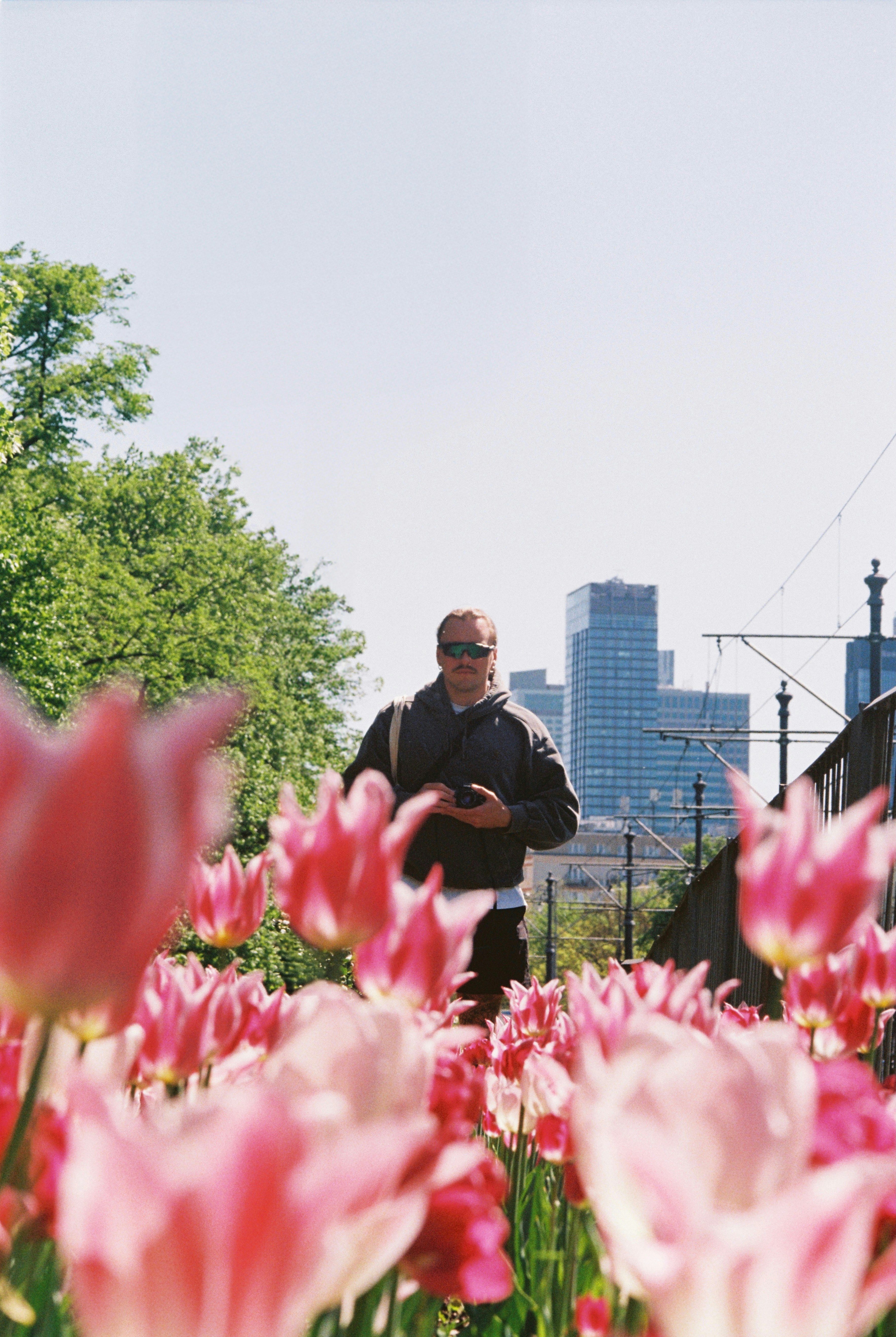 Man walks among blooming tulips and city views.