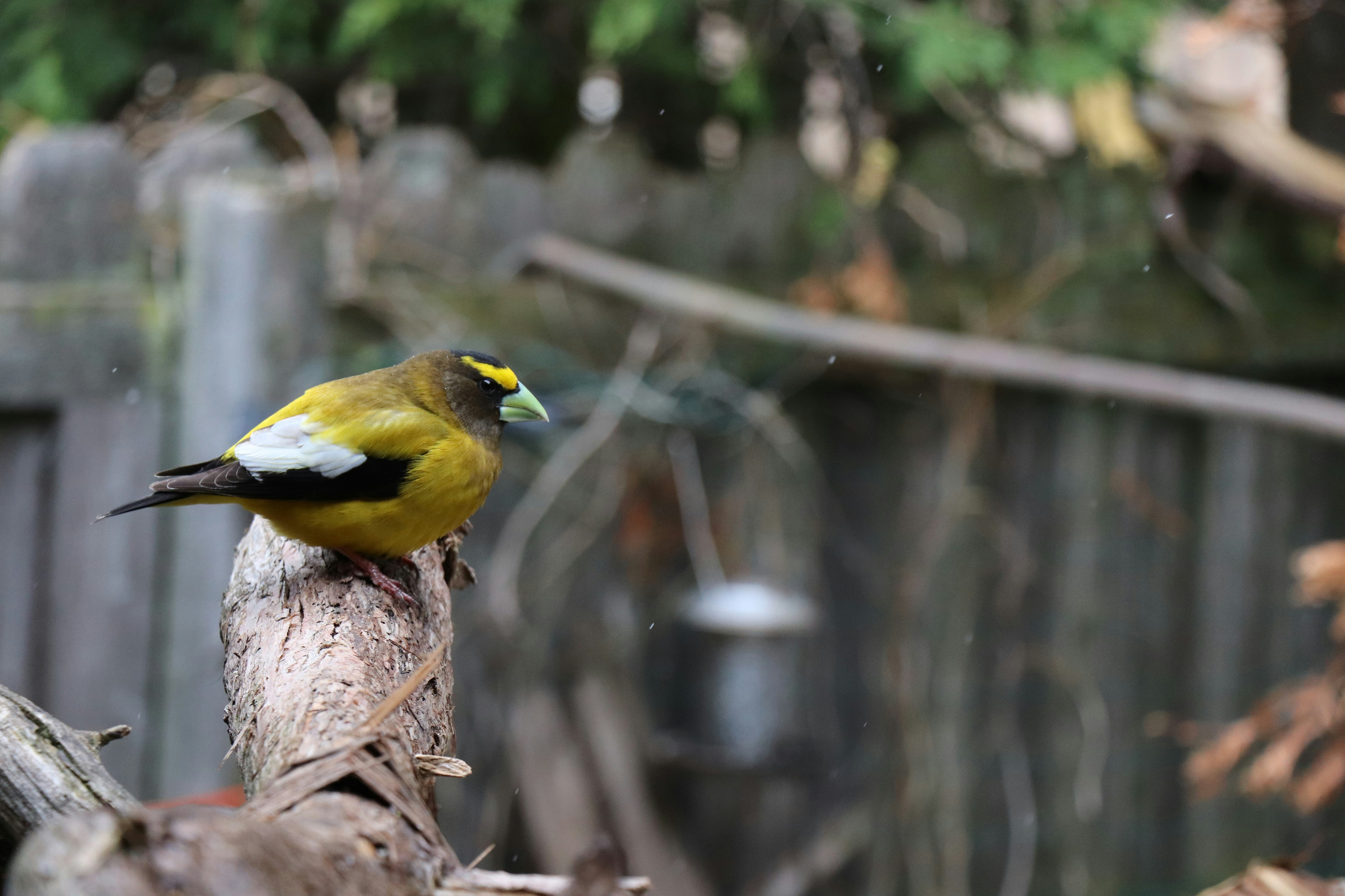 Yellow-backed Warbler Perched on Weathered Log