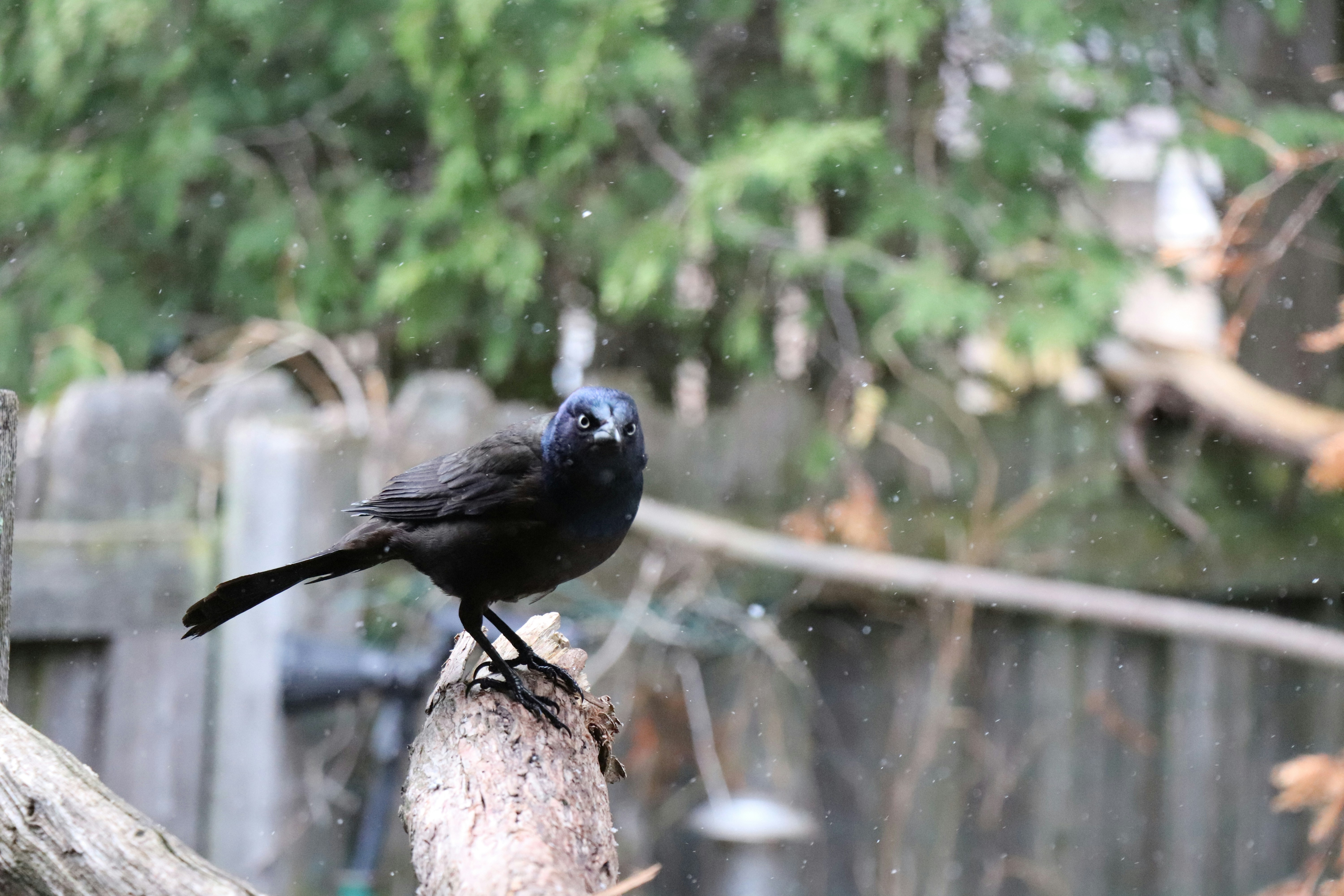 Black bird perched on a log, gazing curiously in a snowy backyard setting. Soft snowfall creates a serene atmosphere.