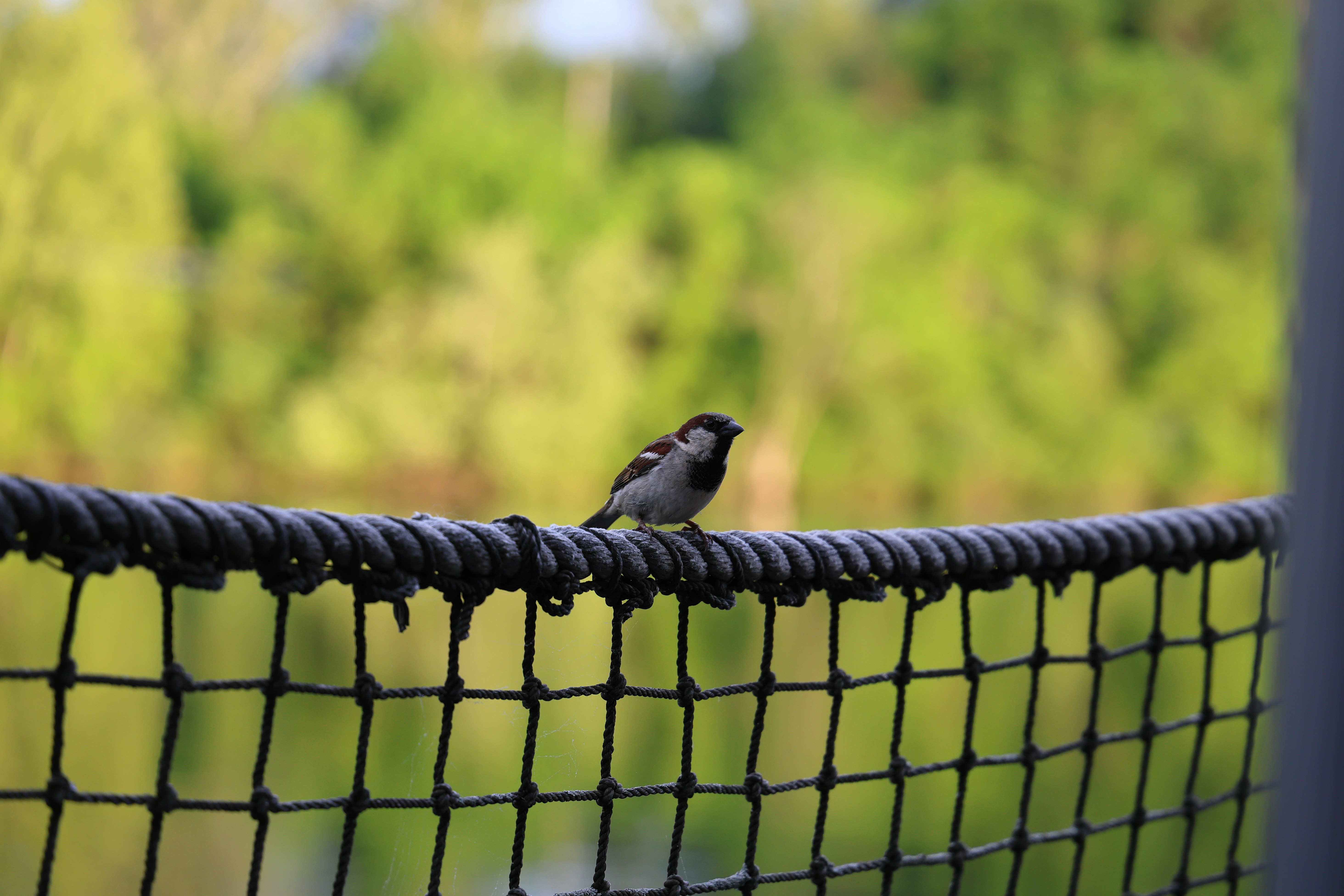 Perched on a Rope Fence, a Tiny Songbird Marks a Quiet Park Moment