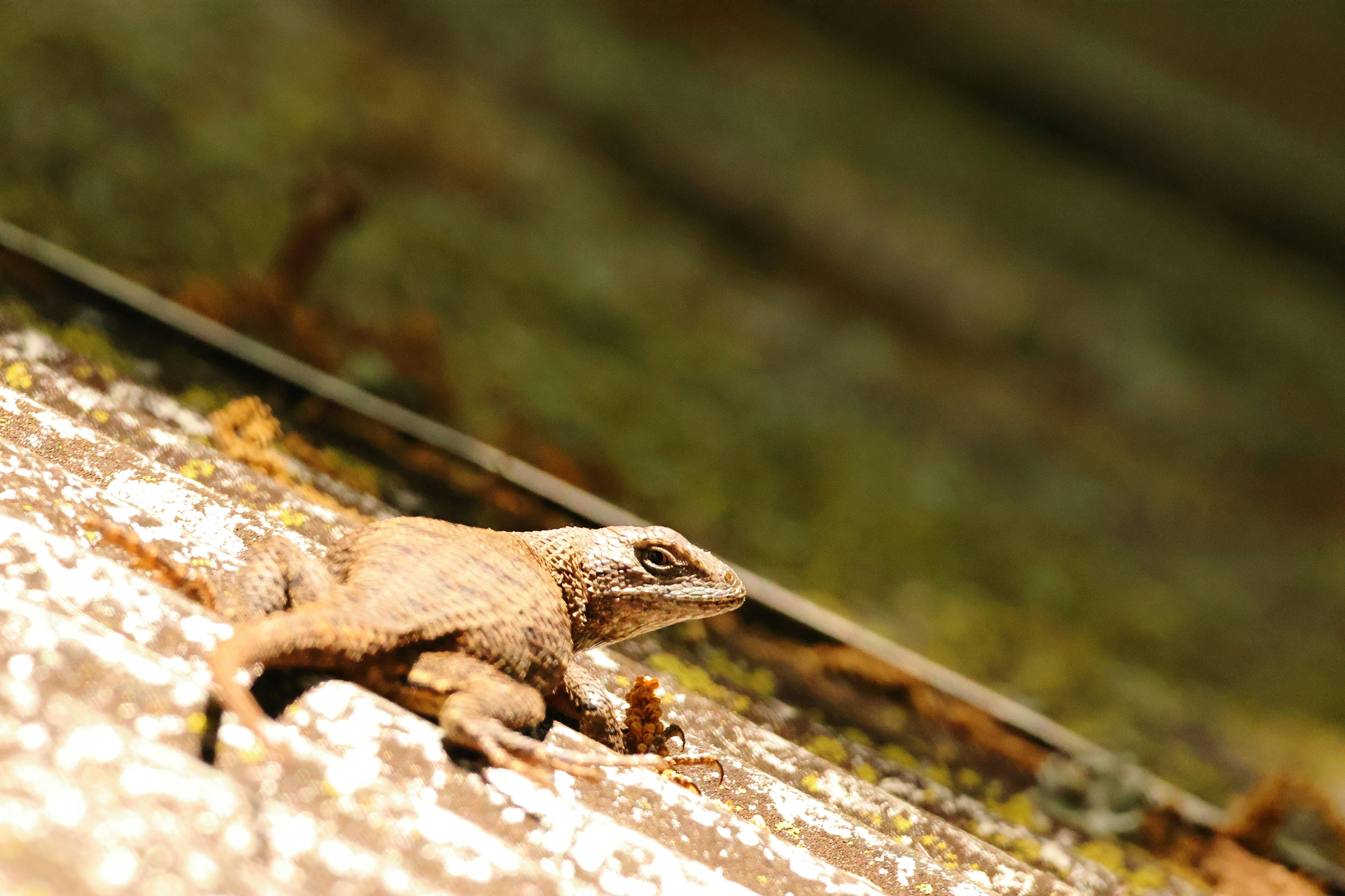 Stonebound Sentinel: a lizard basking on sunlit moss-dusted rock