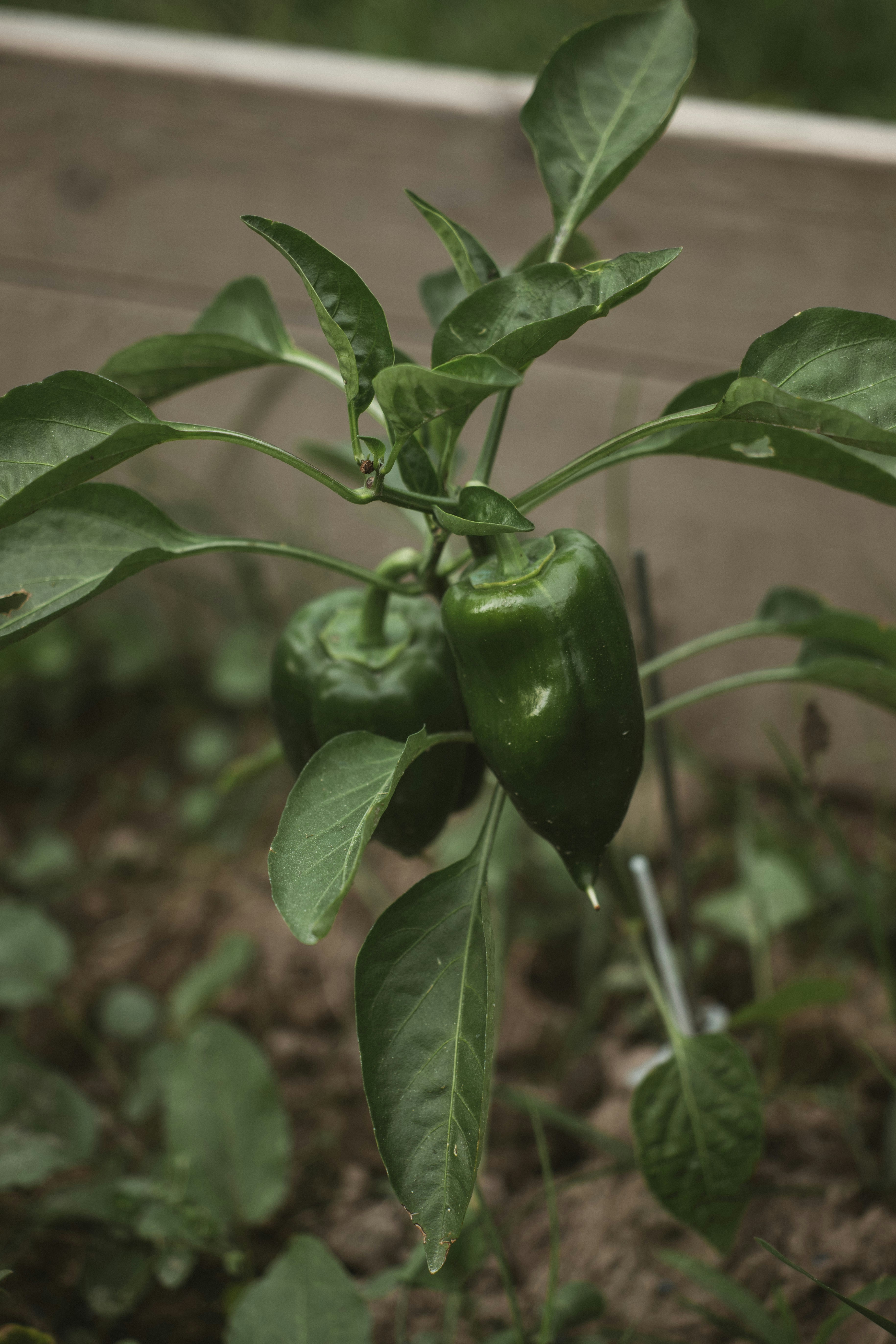💛 Follow my journey on Instagram: @i_am_simoesse | Green bell peppers grow in a garden.