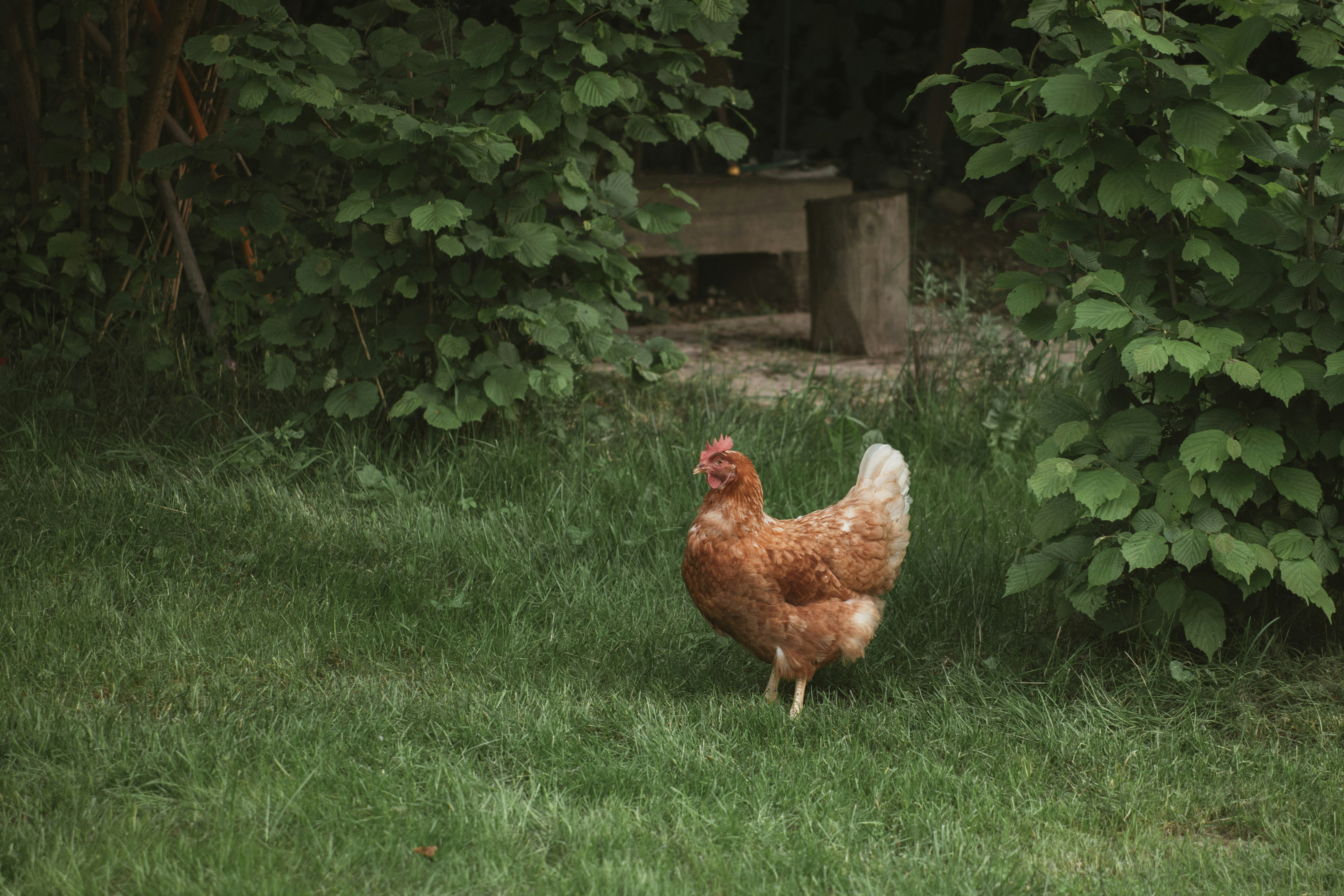 A brown hen exploring a lush green garden surrounded by vibrant foliage. The scene captures a serene moment in nature.