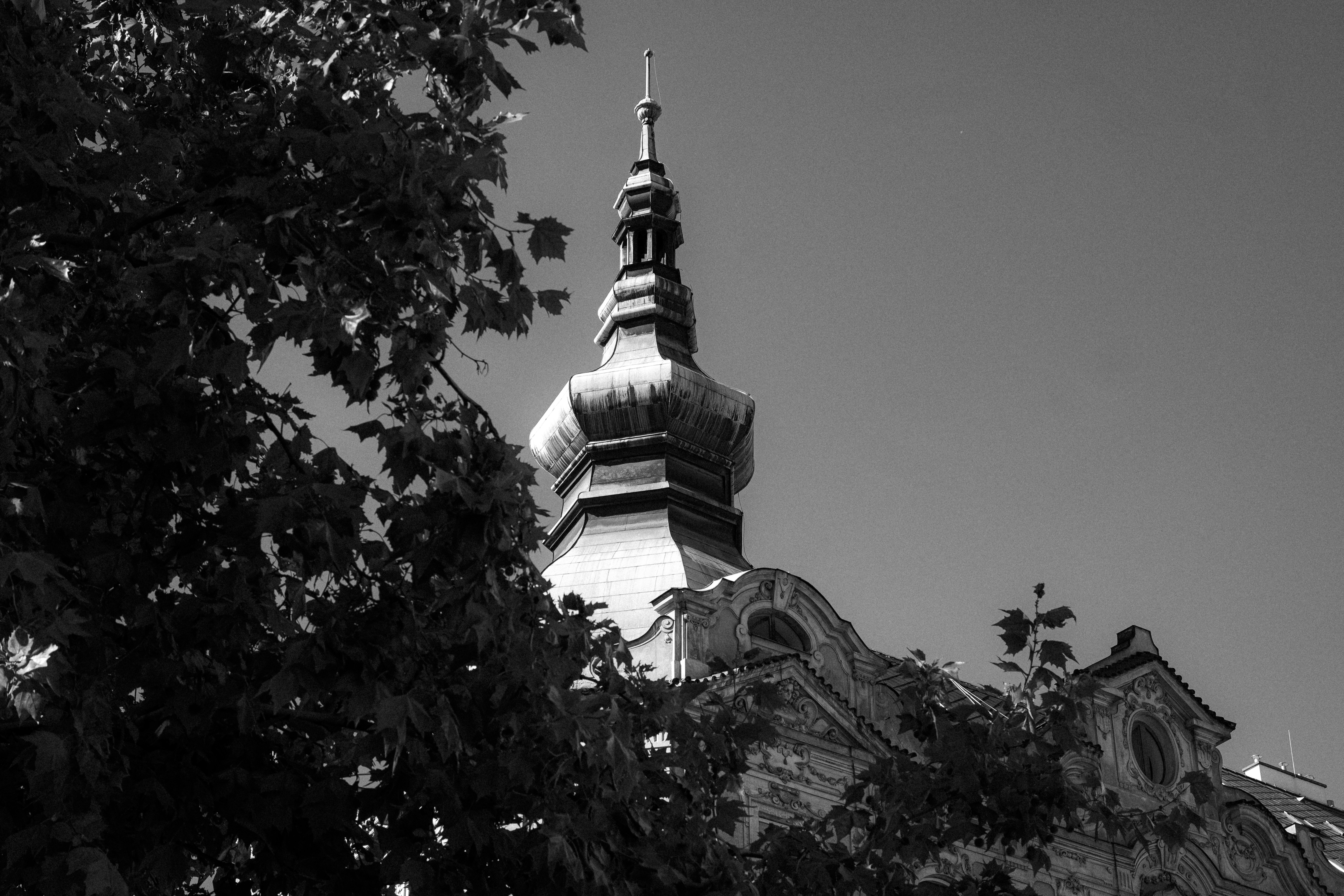 Spire Crowned by Leaves: A Quiet Cathedral Moment