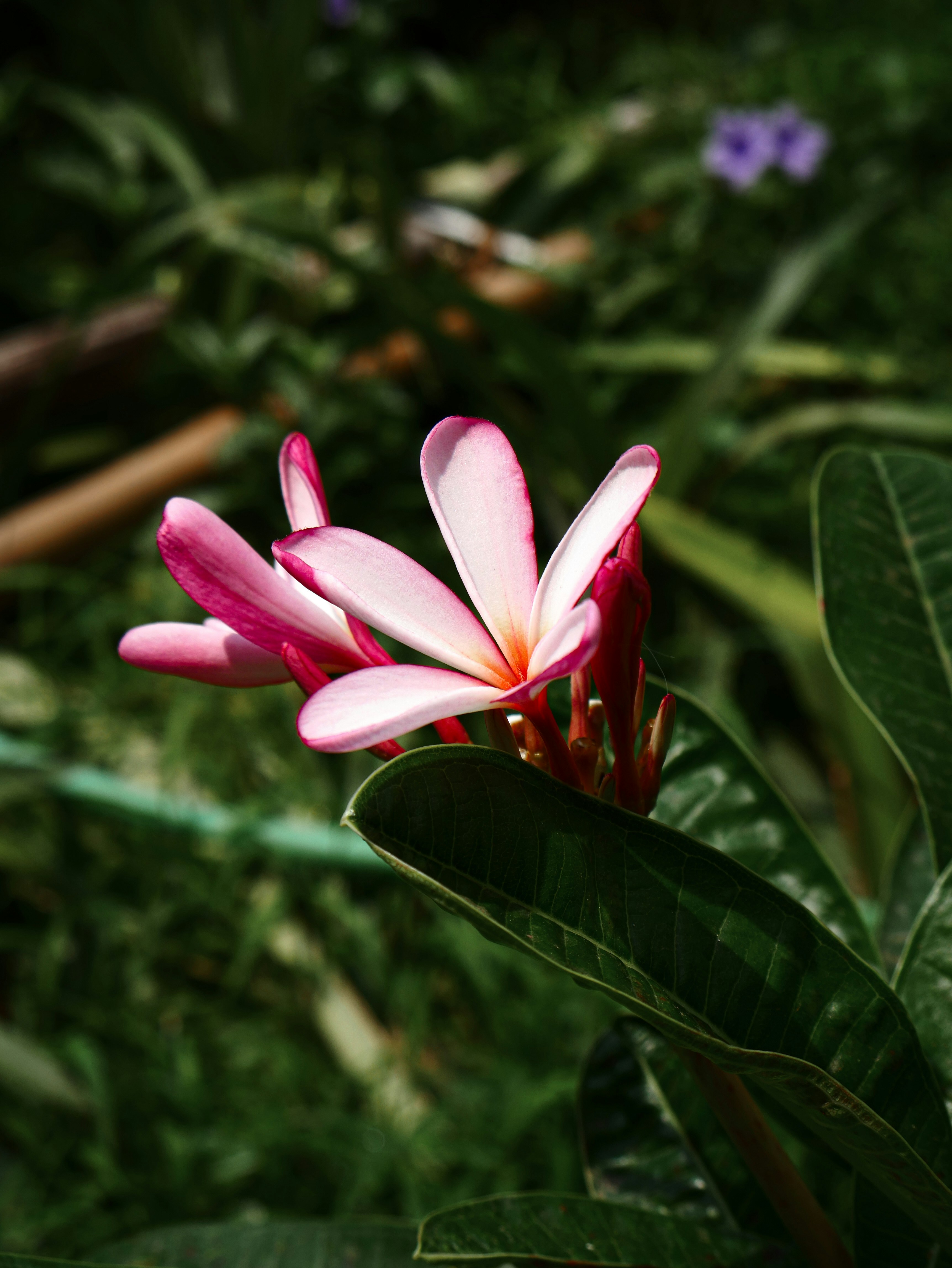 Sunlit Frangipani Bloom: Pink Petals Against Quiet Garden Green