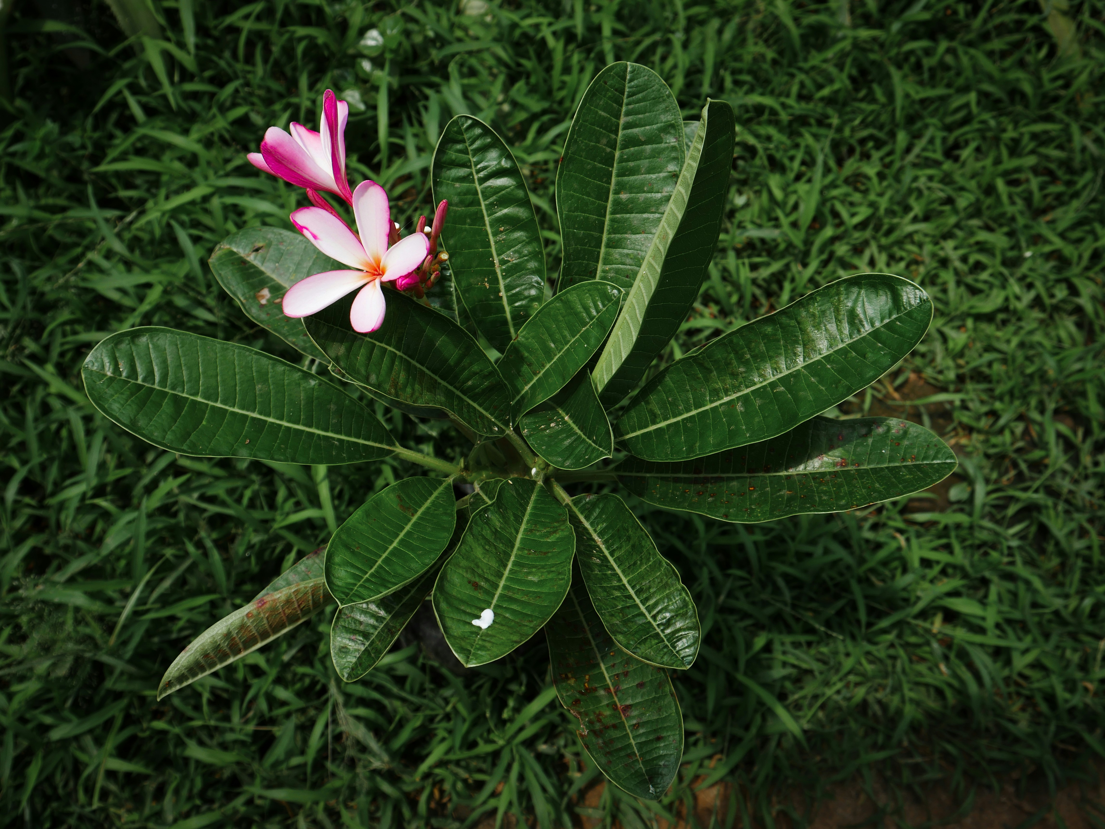 Fringed Leaves and Pink-Plumed Bloom