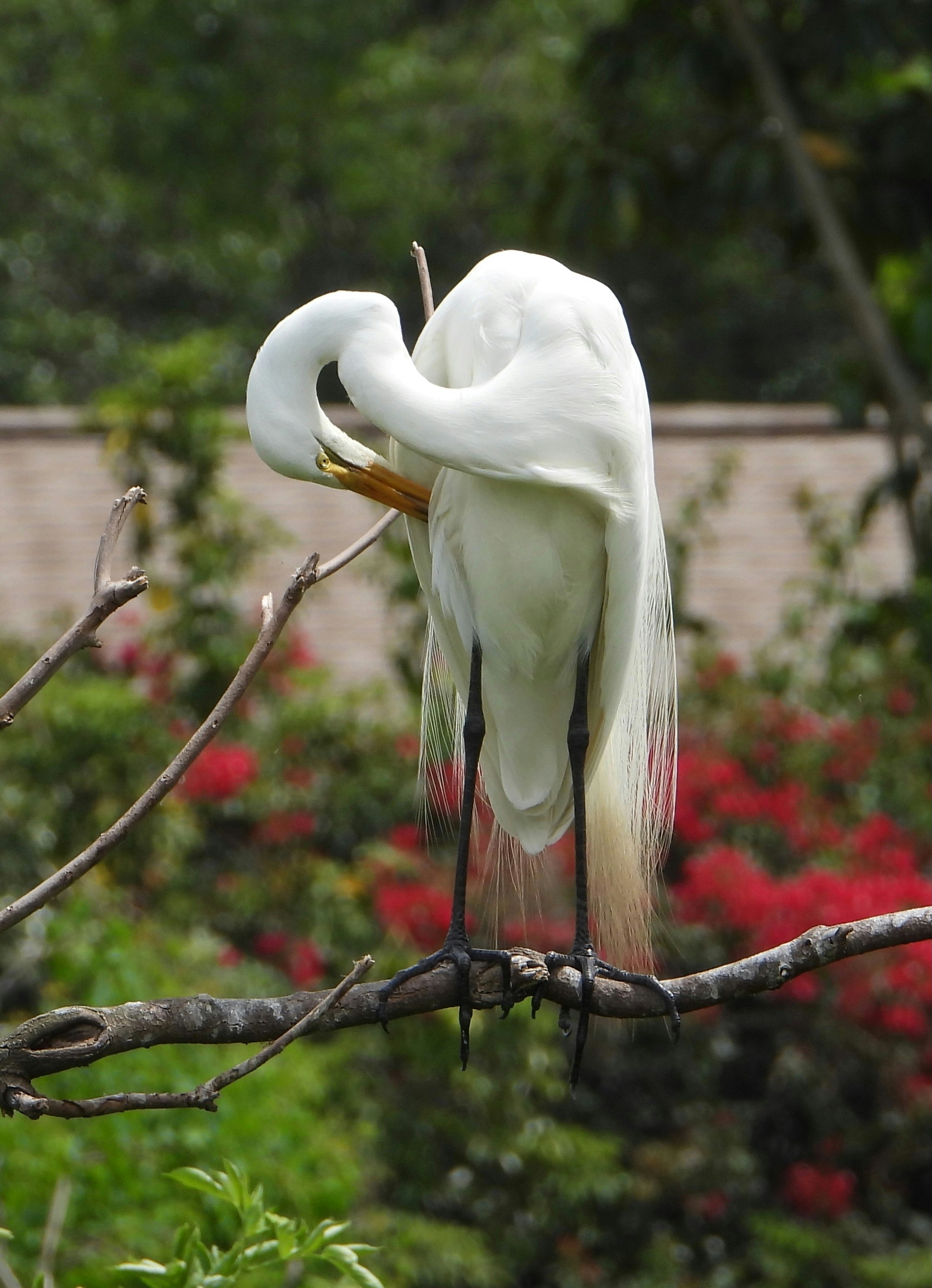 Preening at the Garden Edge: White Egret on a Gnarled Branch