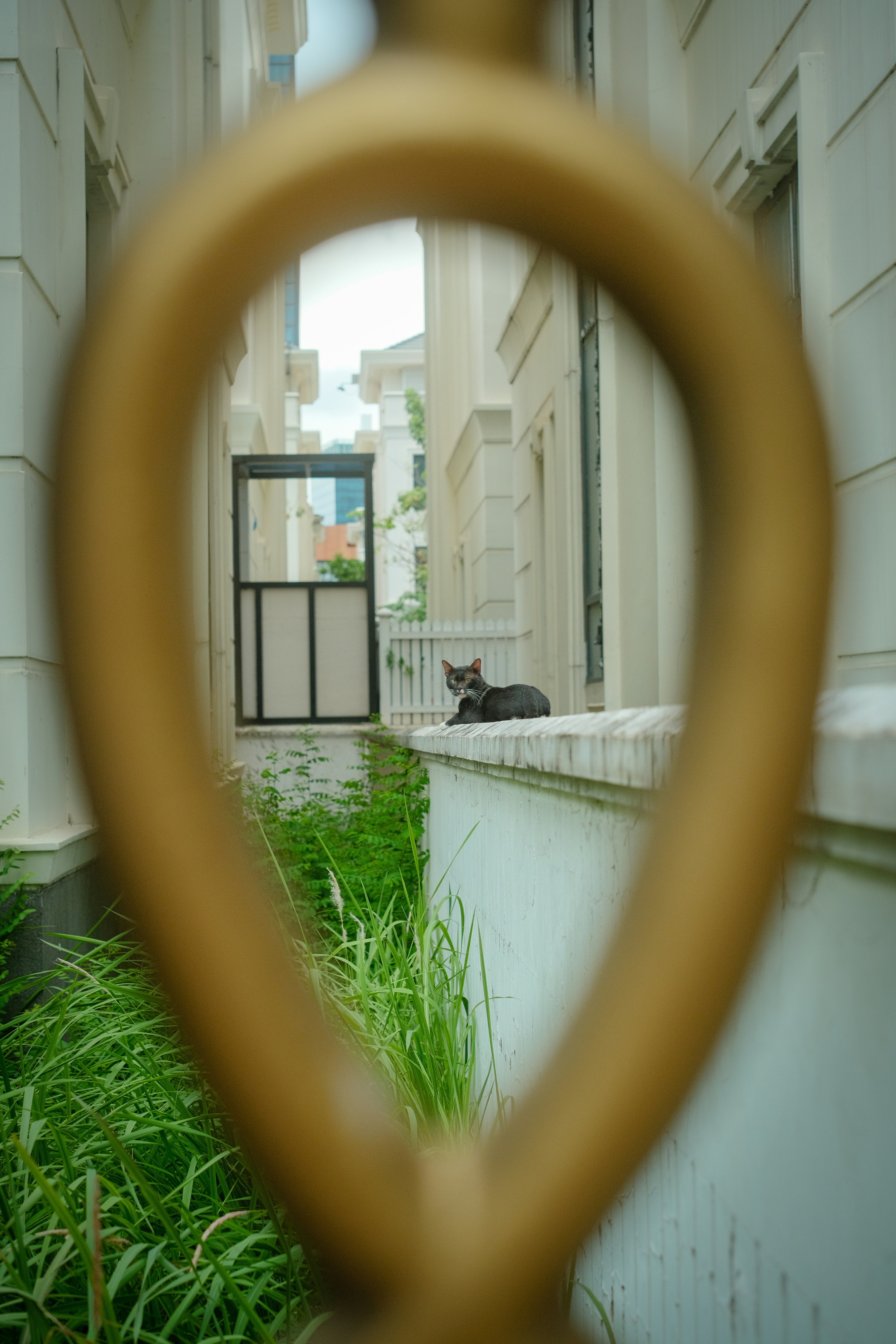 Ring-Framed Vigil: A City Cat on a Concrete Ledge