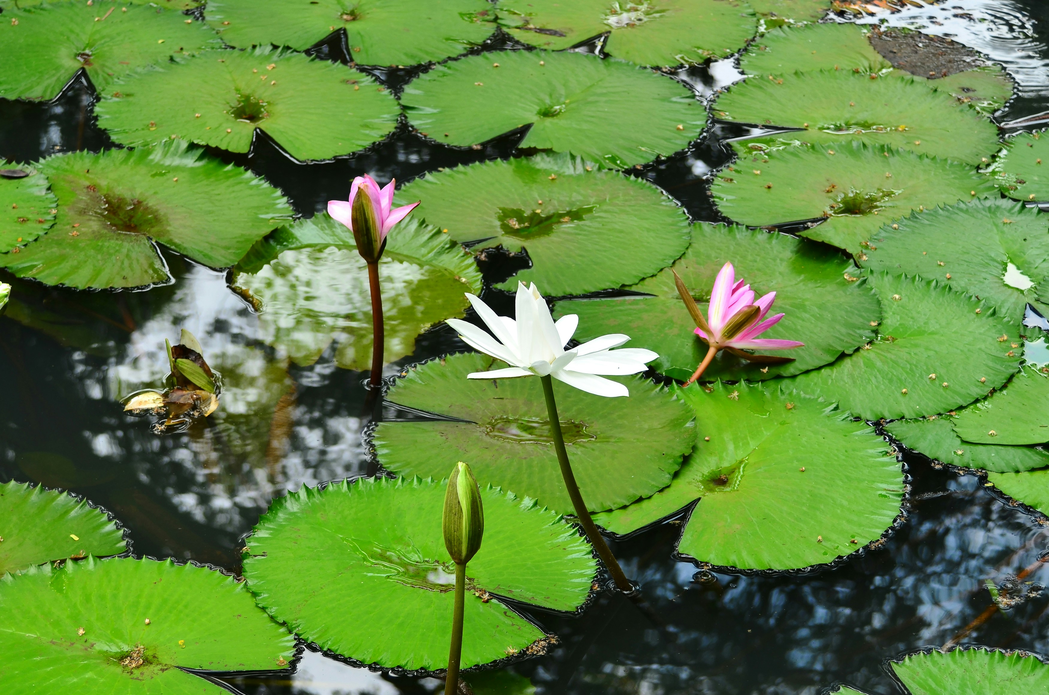 Center-stage white lotus among a mosaic of lily pads