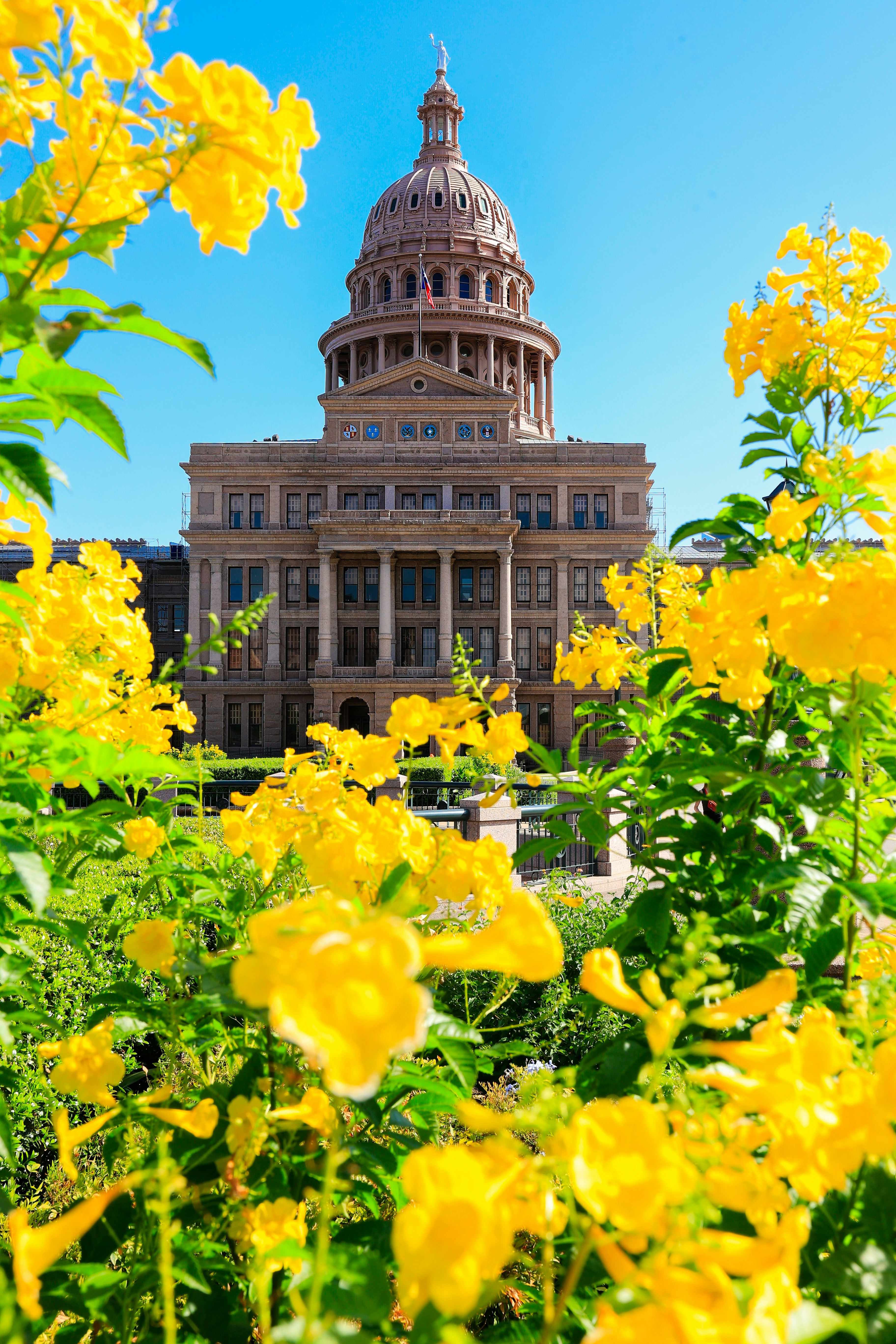 Texas state capitol building framed by yellow flowers. photo – Free ...